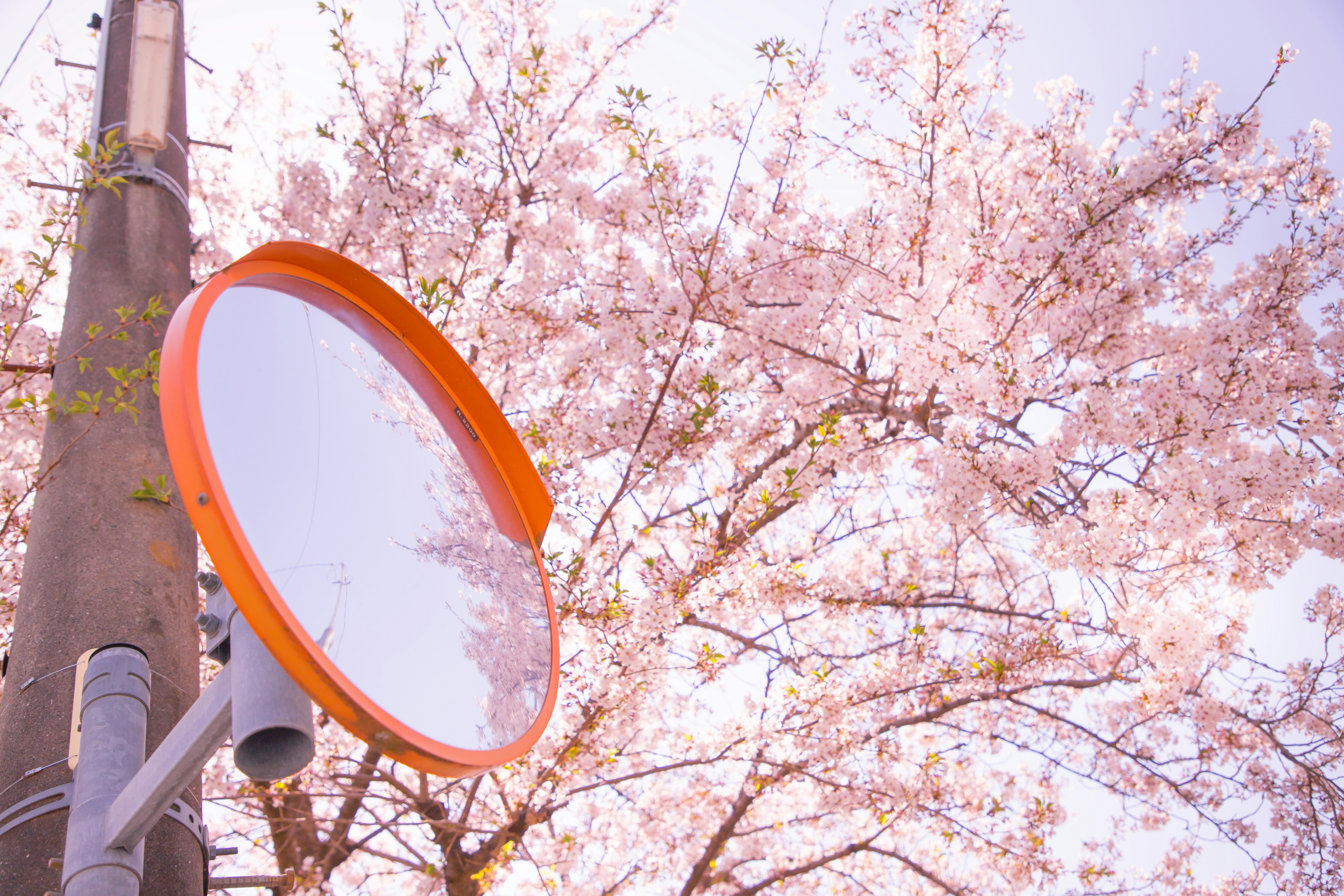 A mirror on a pole next to a tree photo – Free Blossom Image on Unsplash