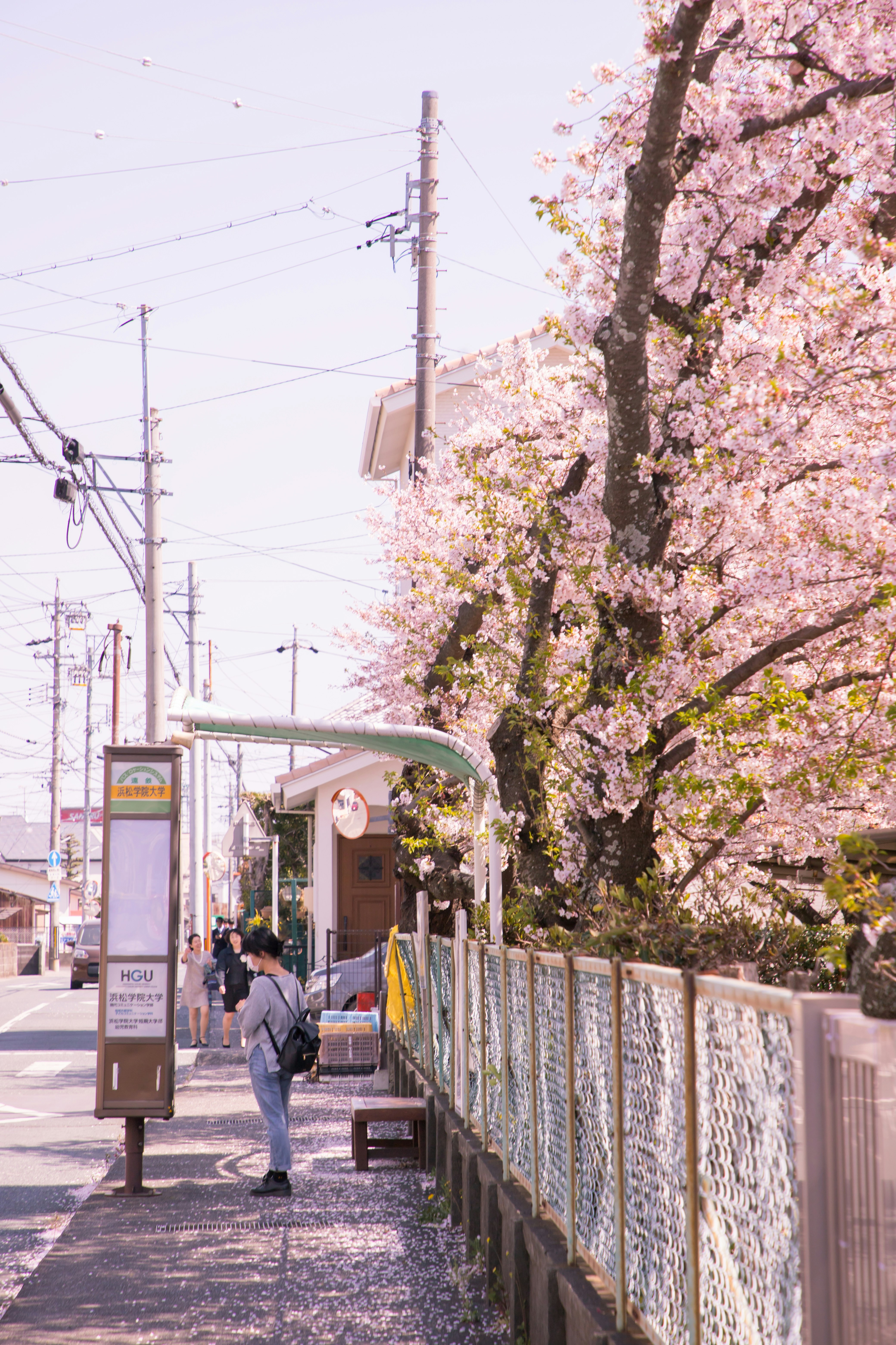 Cherry Blossom Bus Stop: A Quiet Afternoon Street Moment