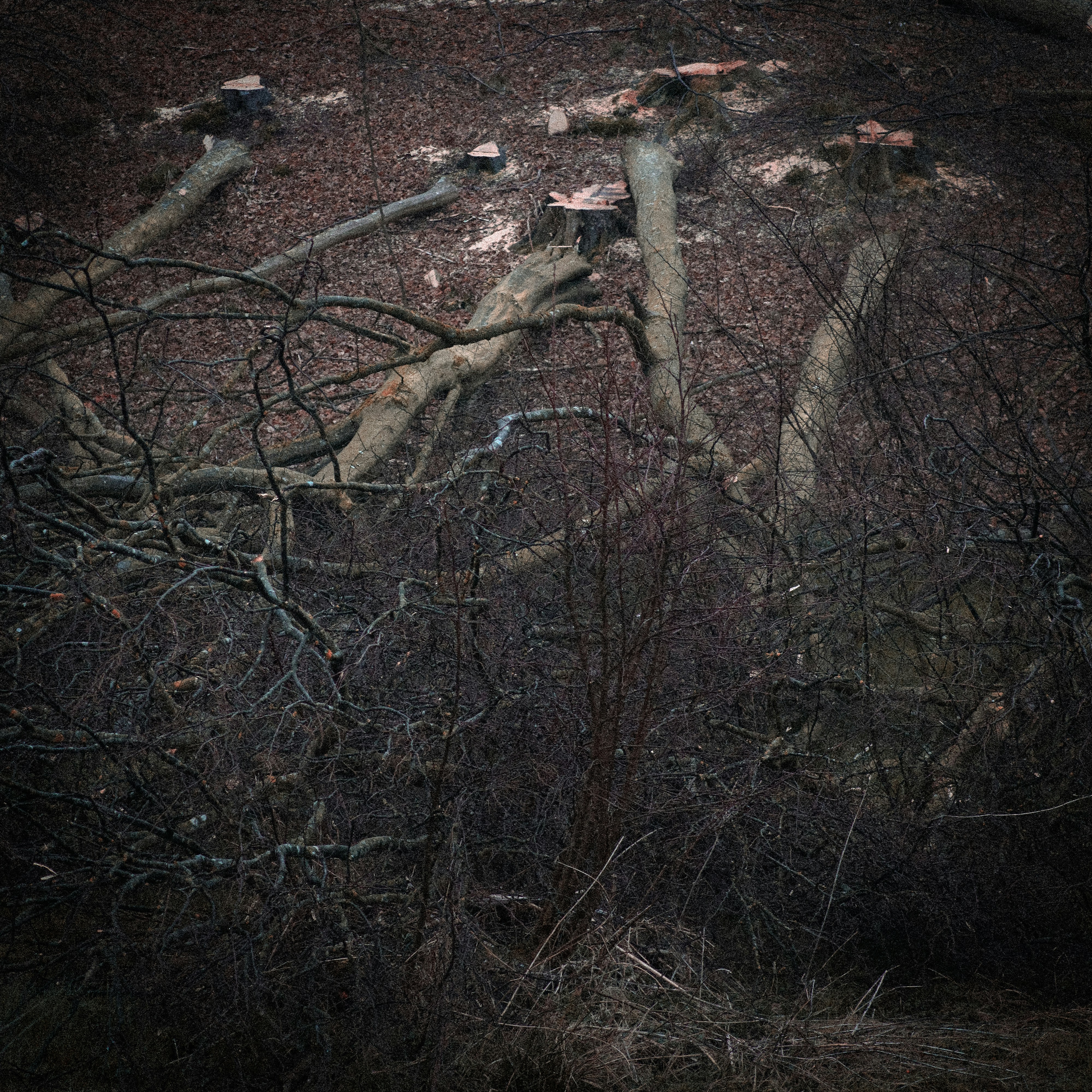 Fallen Timber in a Moonlit Thicket