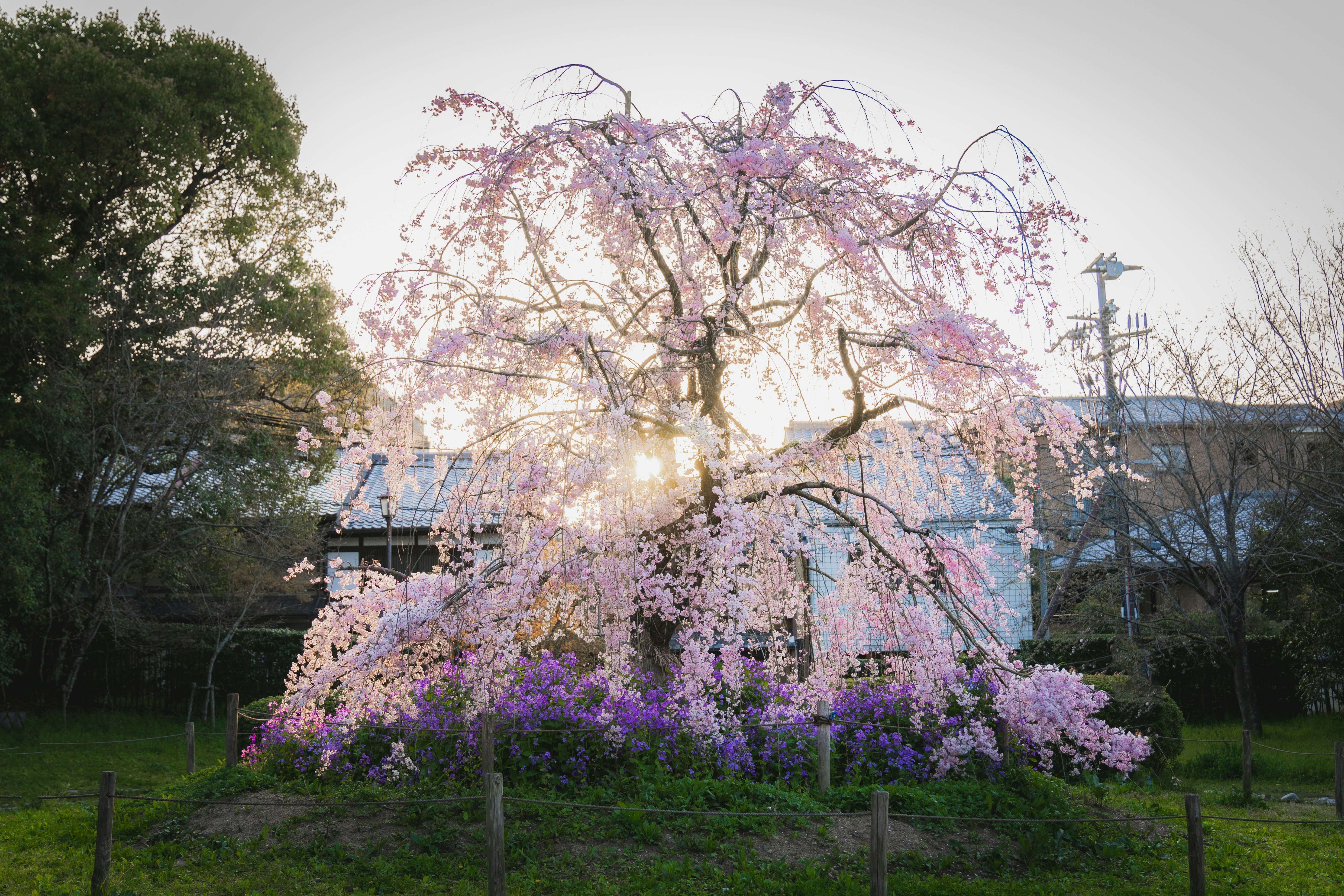 A majestic cherry blossom tree adorned with vibrant pink flowers, illuminated by the soft glow of the setting sun, surrounded by lush greenery.
