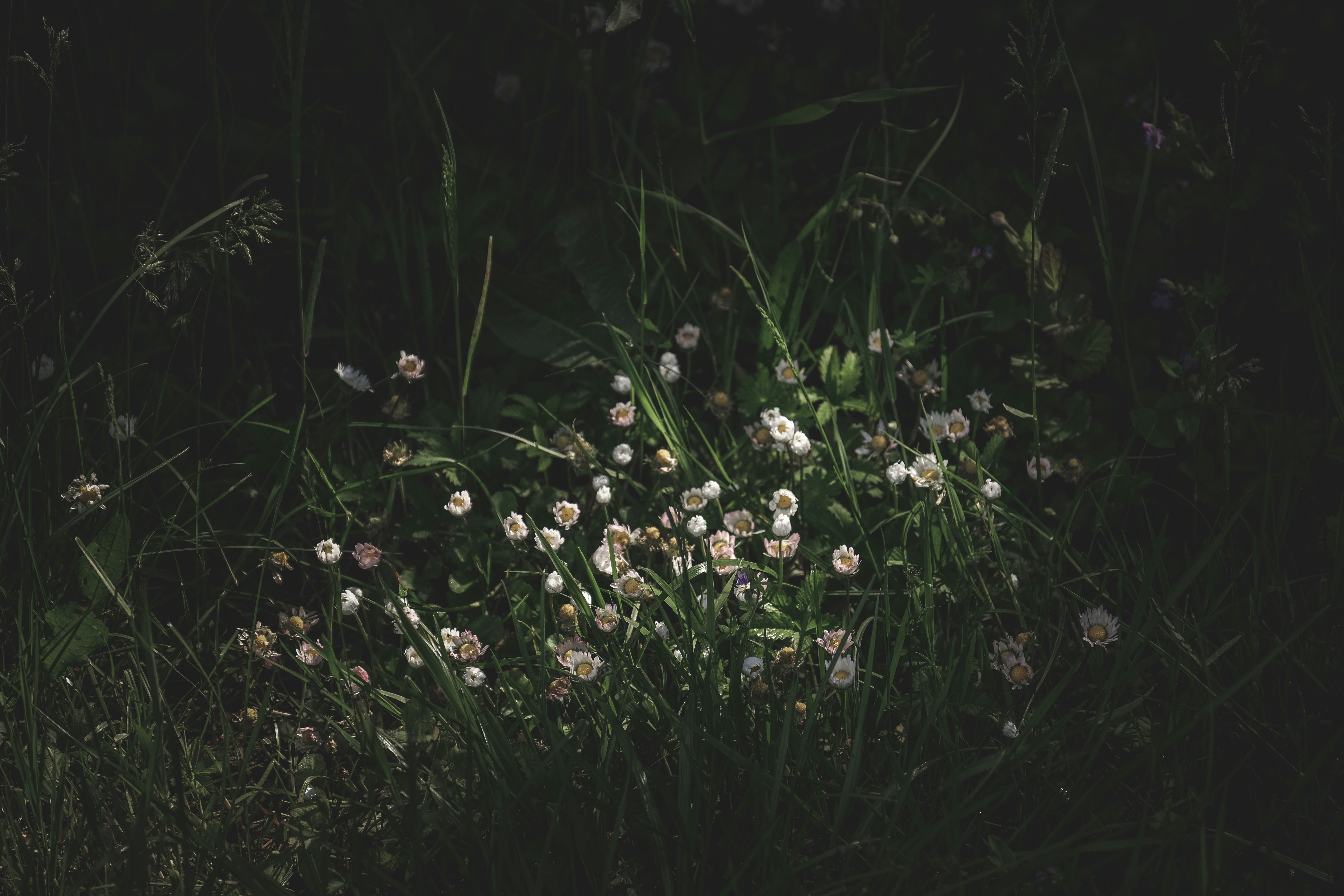 Spotlit White Wildflowers in a Shadowed Meadow