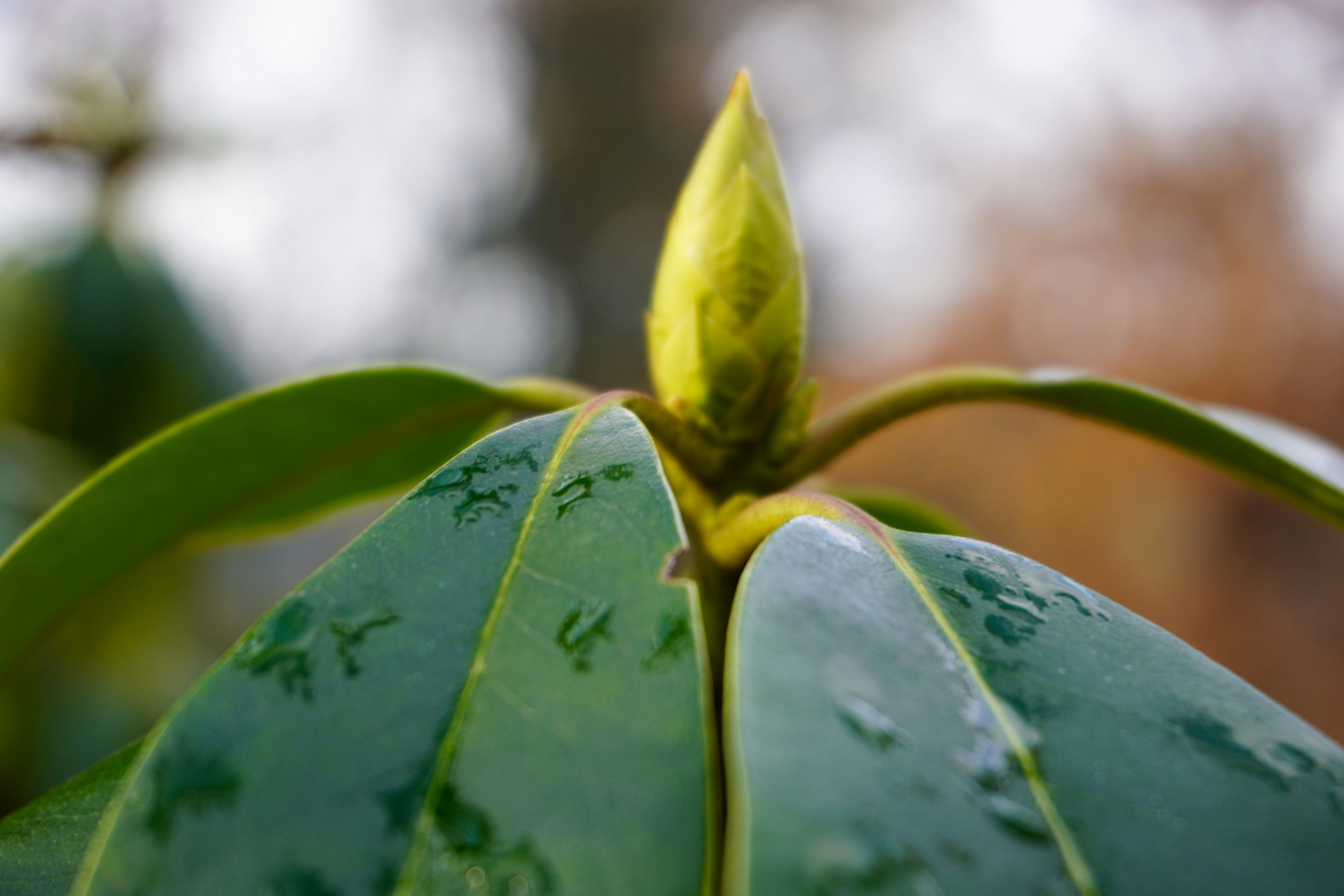 a close up of a green plant with leaves