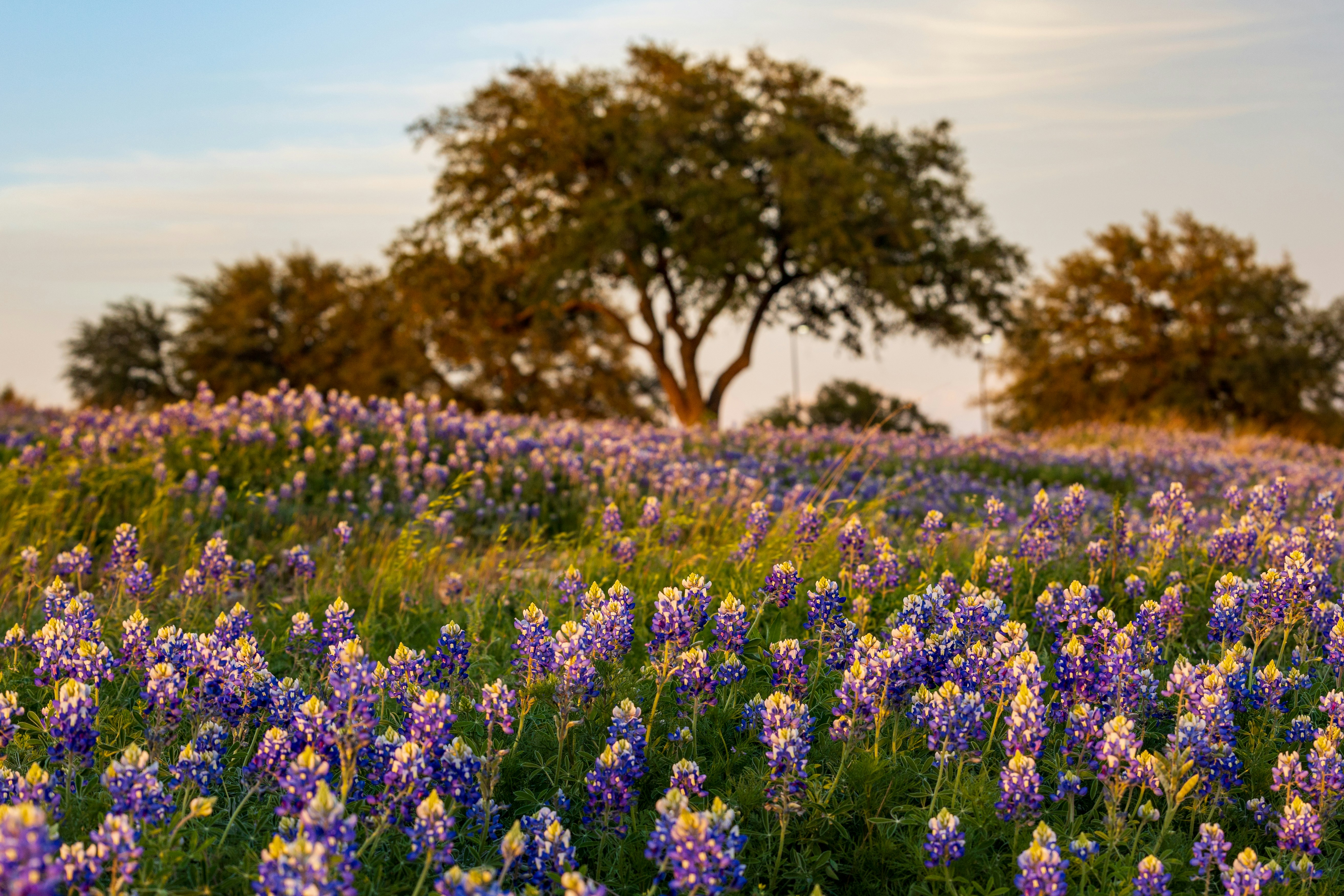Texas Bluebonnets.