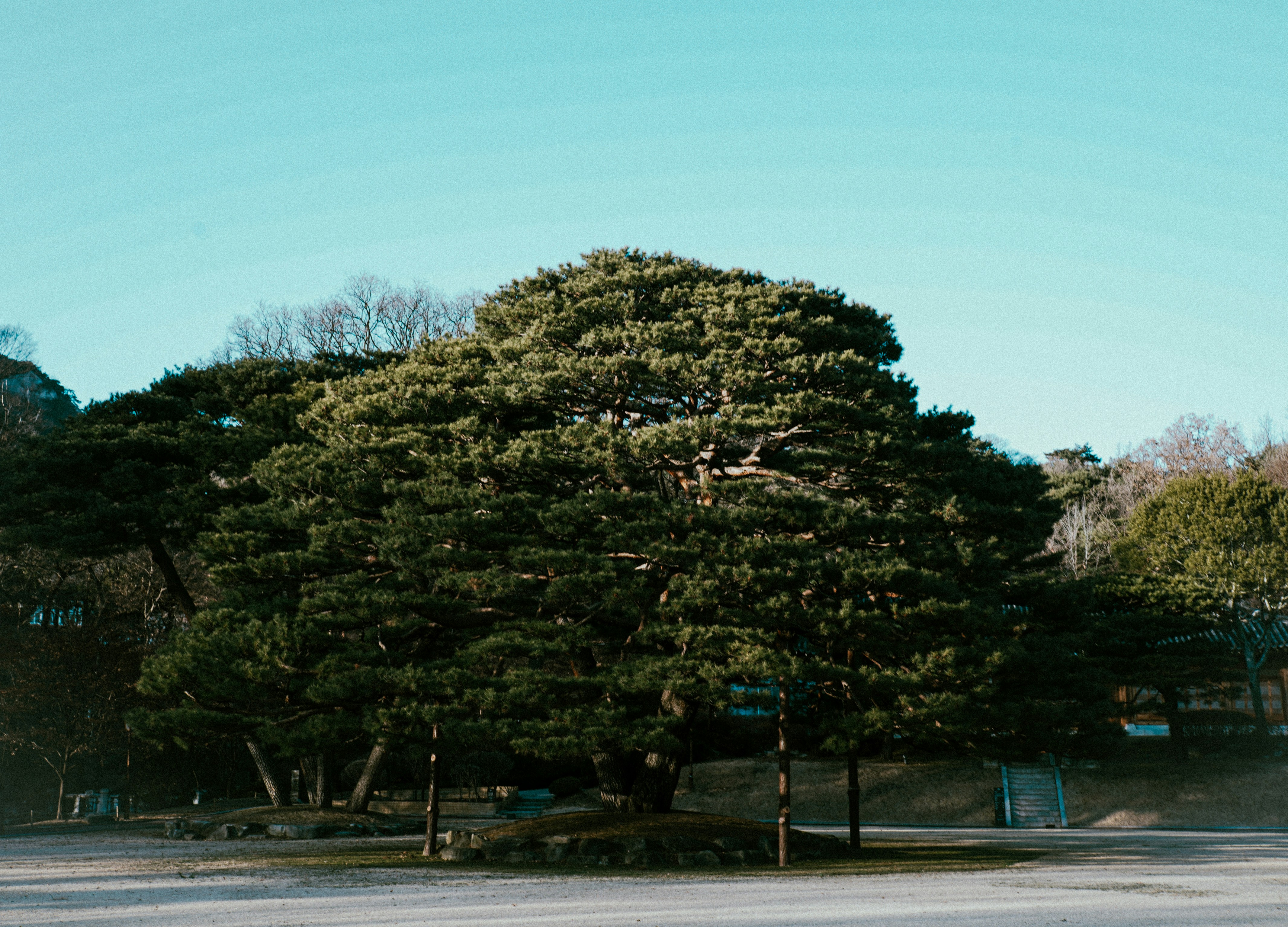Canopy Crowned by Cerulean Sky