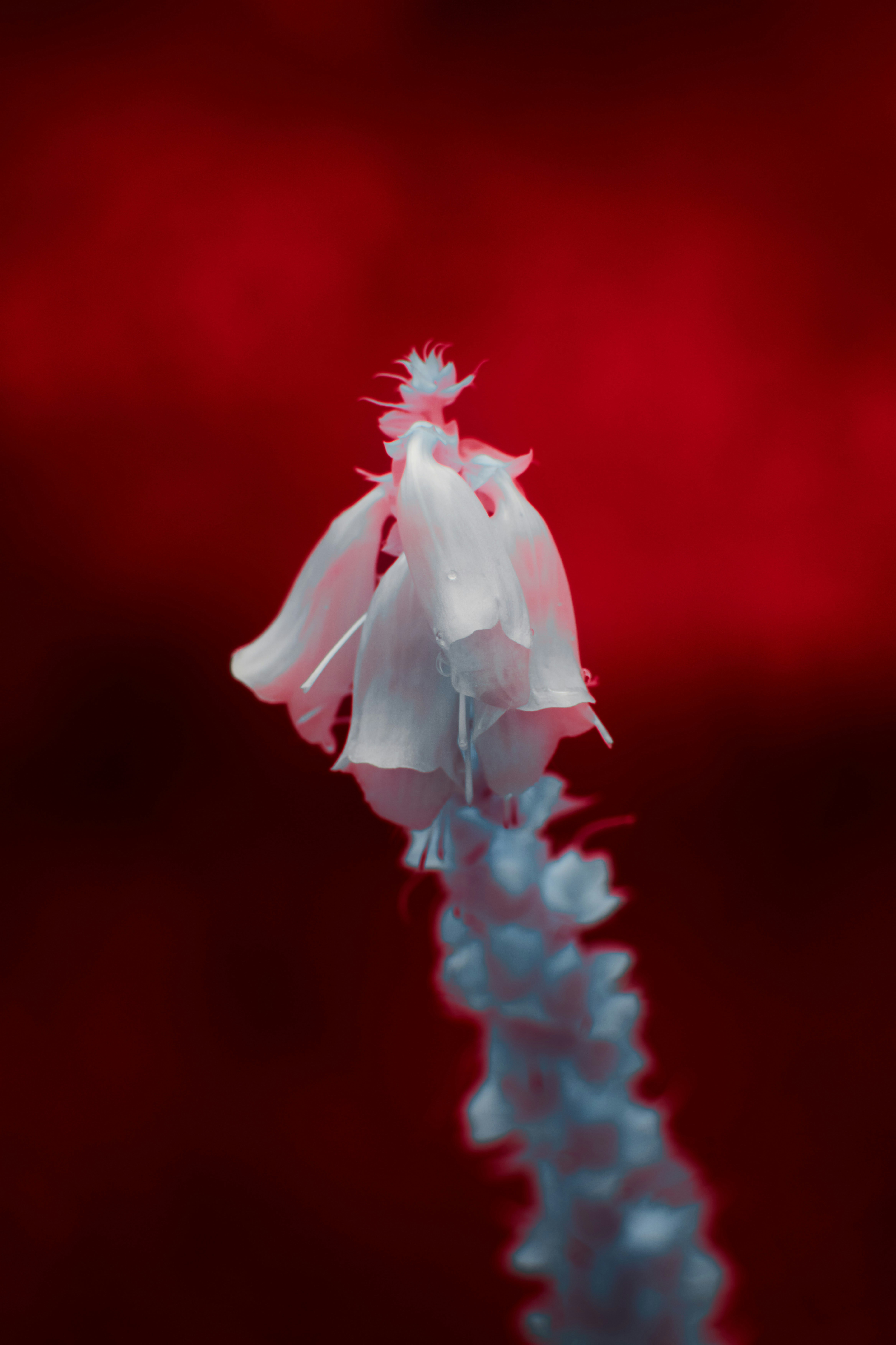 Azure Bloom Ascends Through Crimson Blur