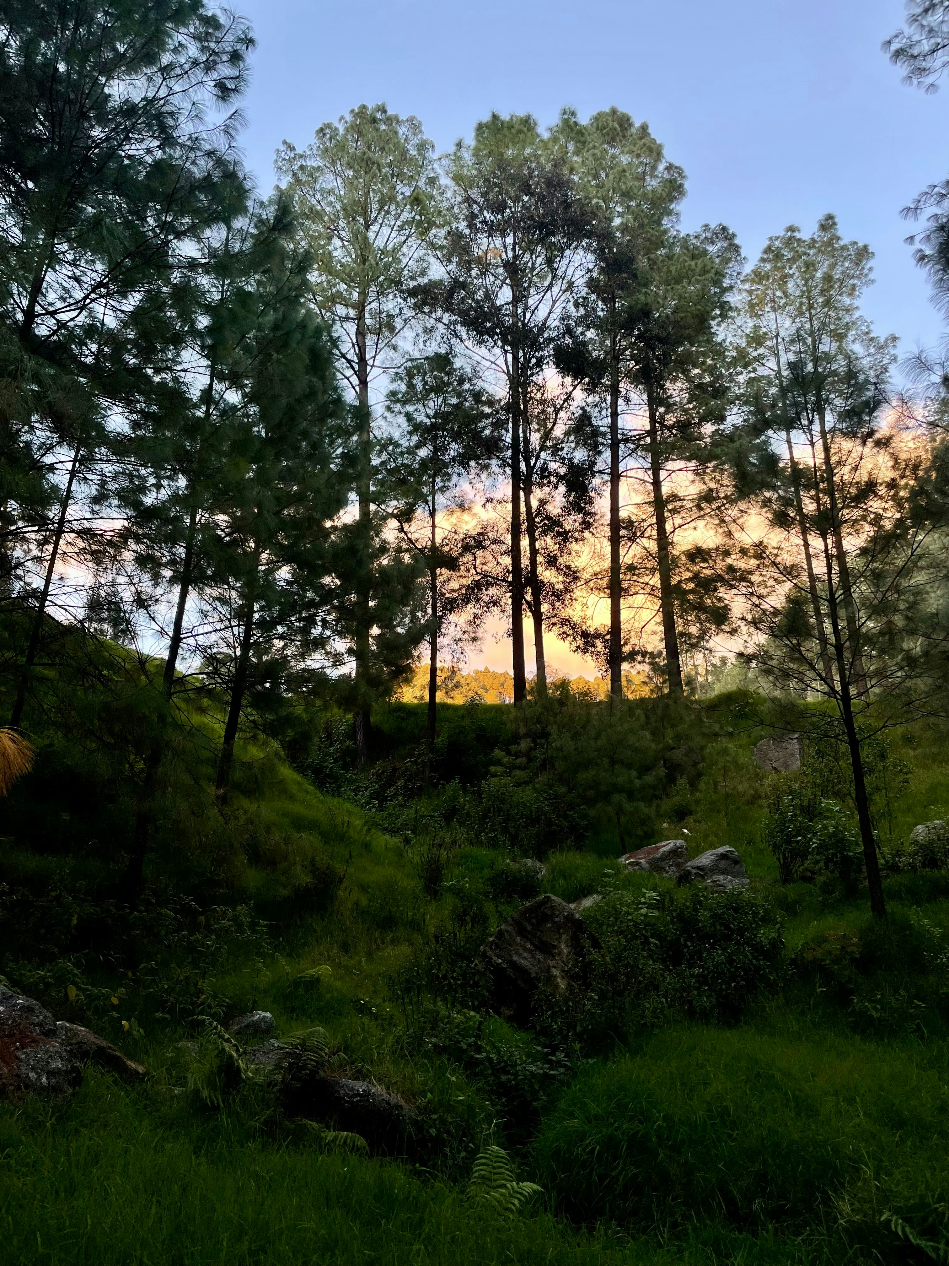 Golden Gap Through the Pines Over a Mossy Ascent