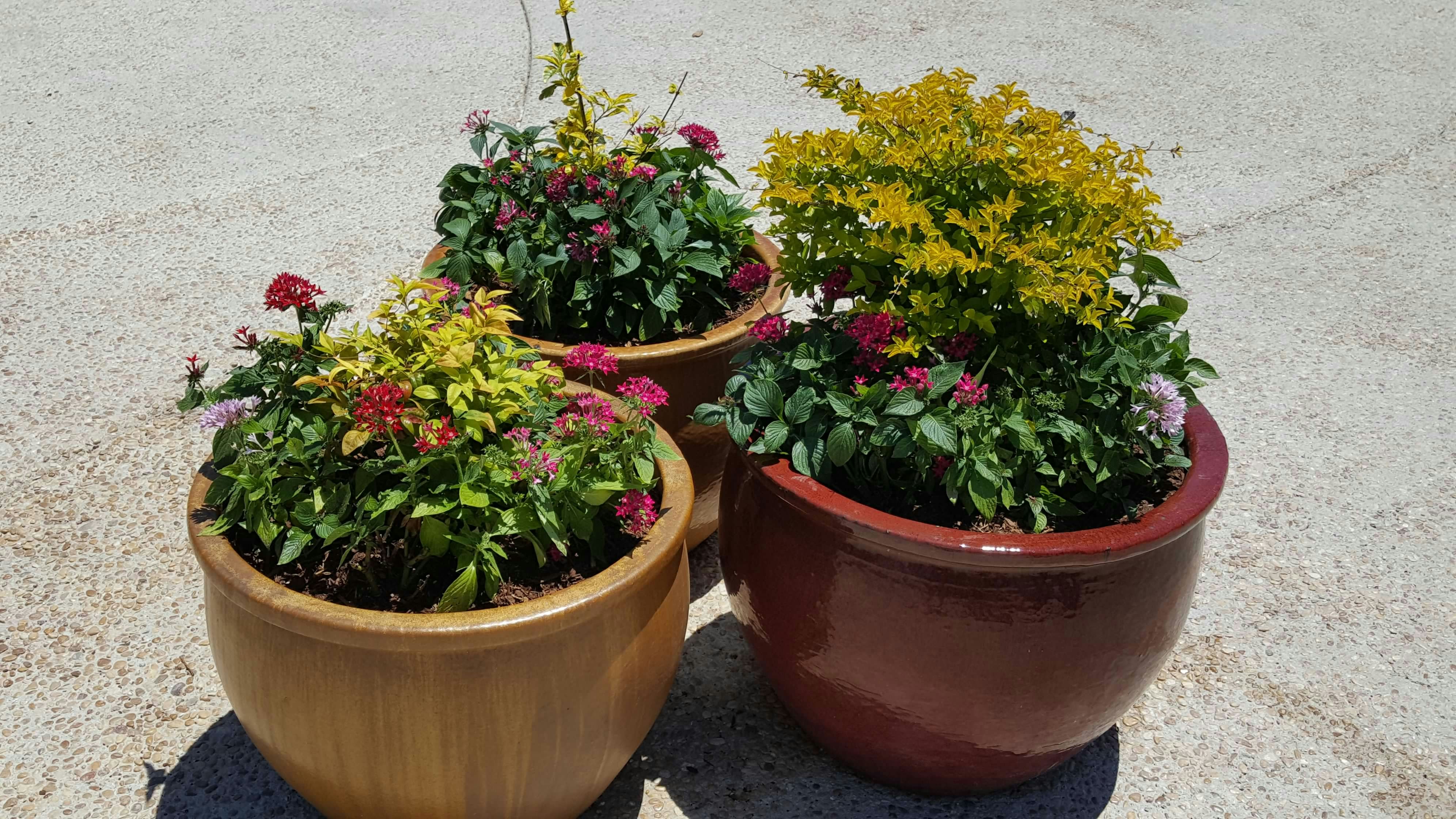 Three ceramic pots with colorful blooms sit on a sunlit concrete surface, creating a vibrant still life photograph. The arrangement highlights texture of the pots and the variety of flowers against a neutral backdrop.