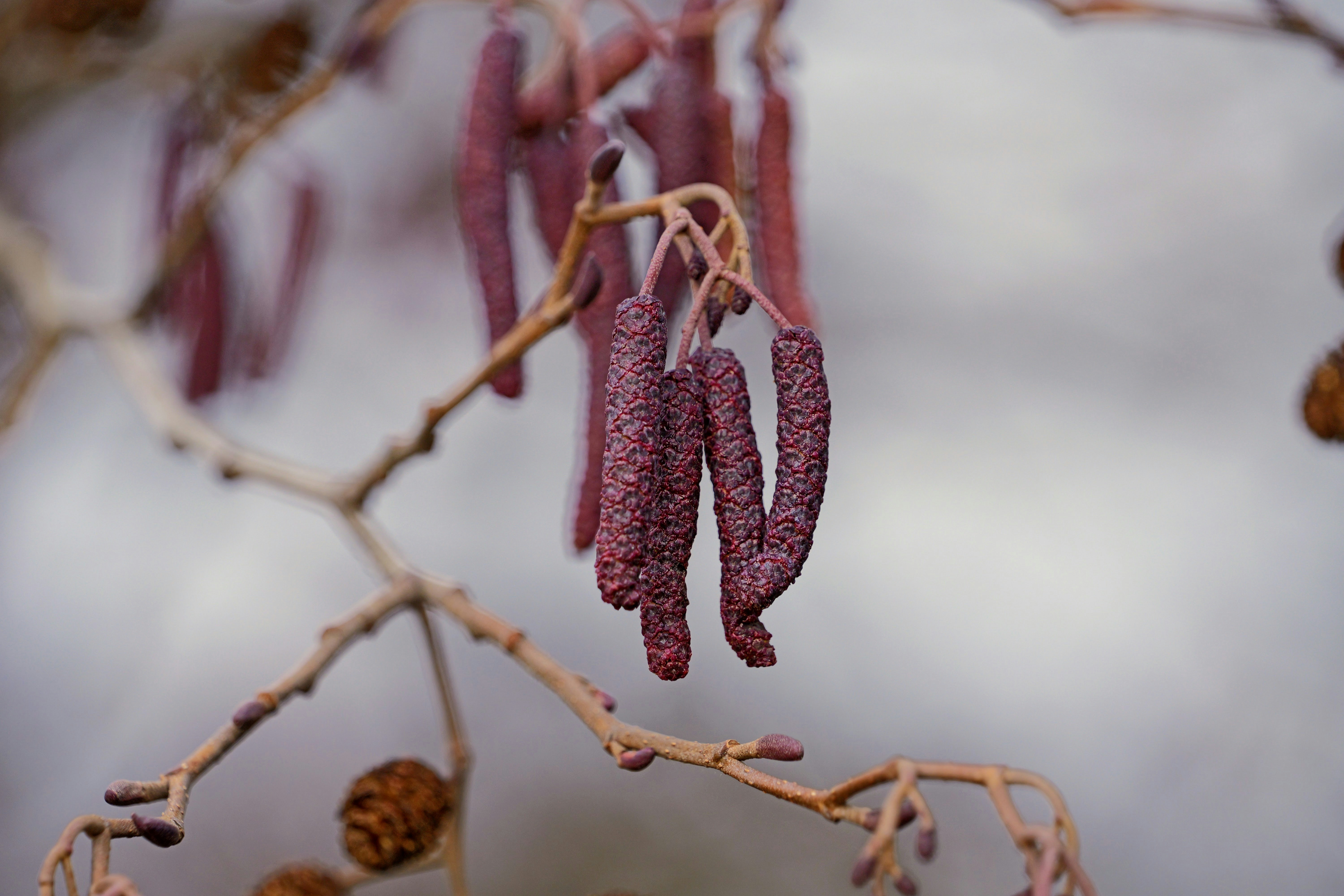 Frost-Kissed Violet Catkins on Bare Winter Branches