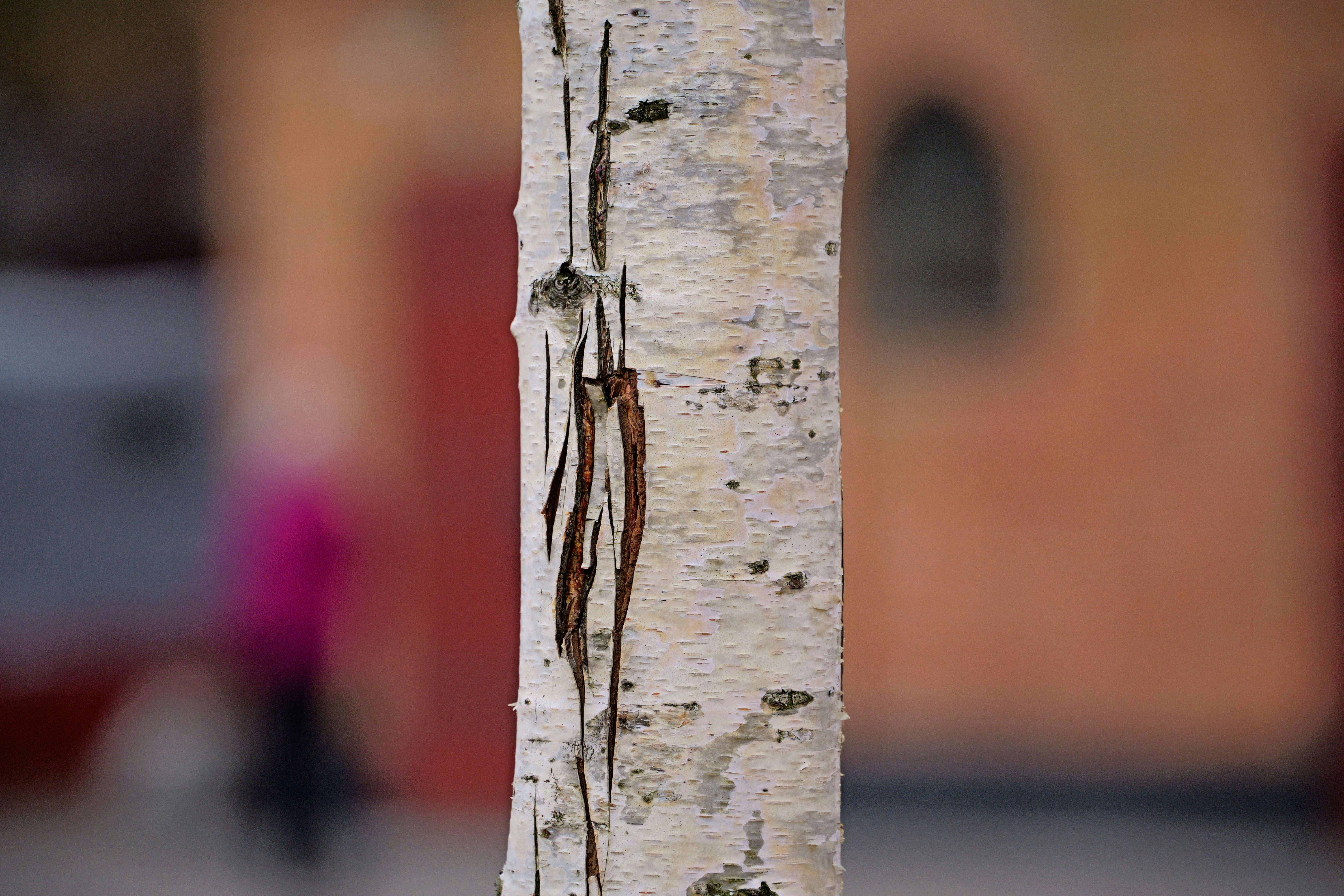 Birch in Focus, City Blur Around