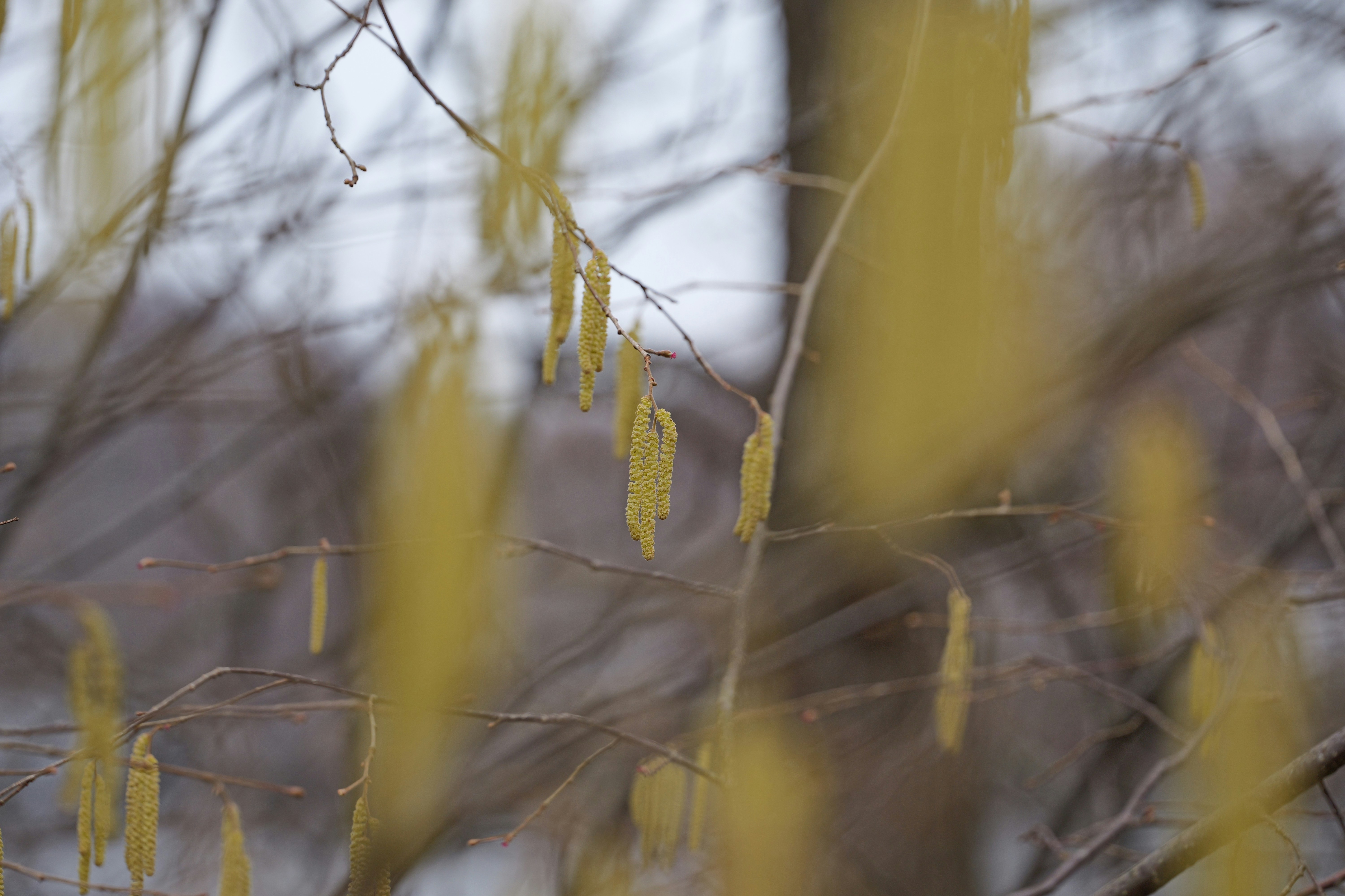 Yellow Catkins in Snowlight: a Quiet Focus Among Winter Branches