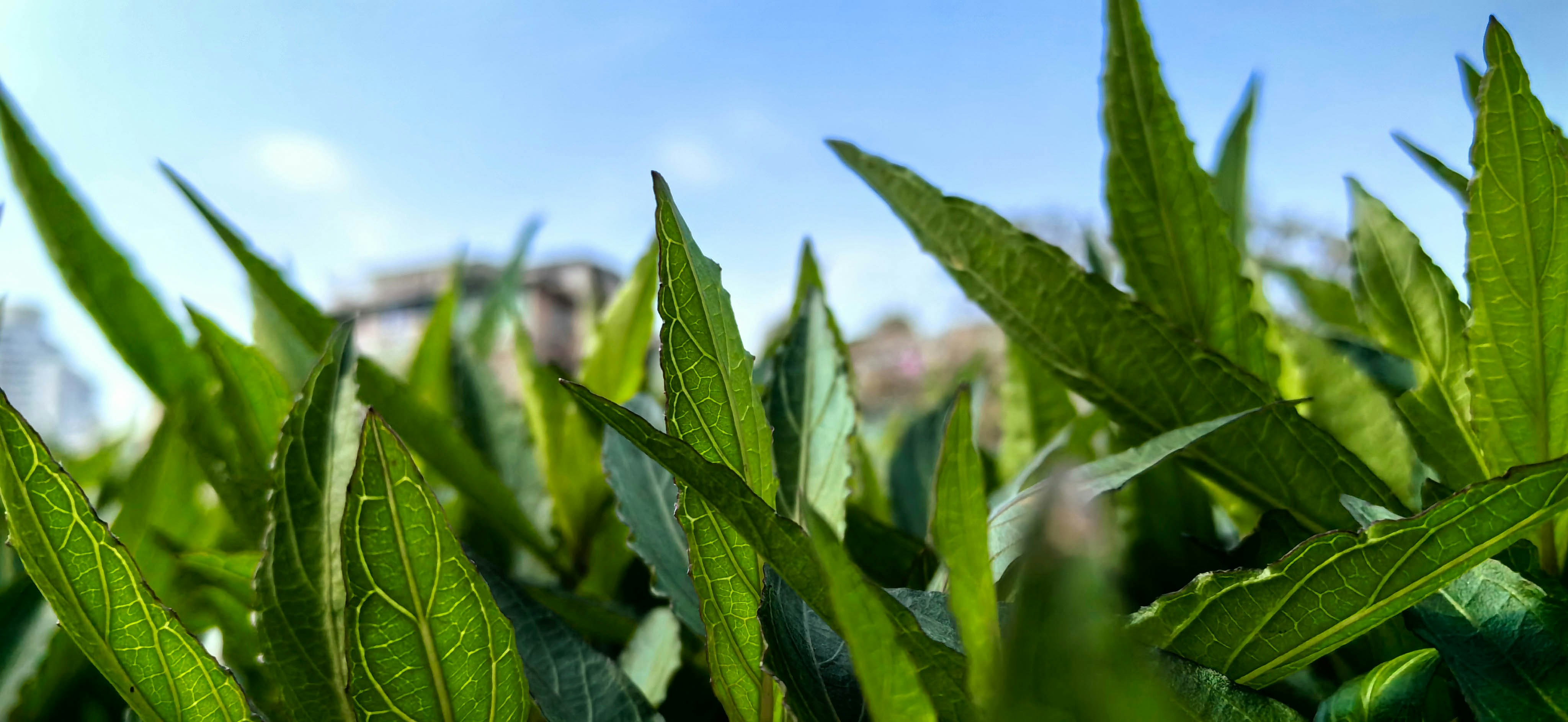 Emergent Green: Close-up of Leafy Foliage Reaching Toward Sky