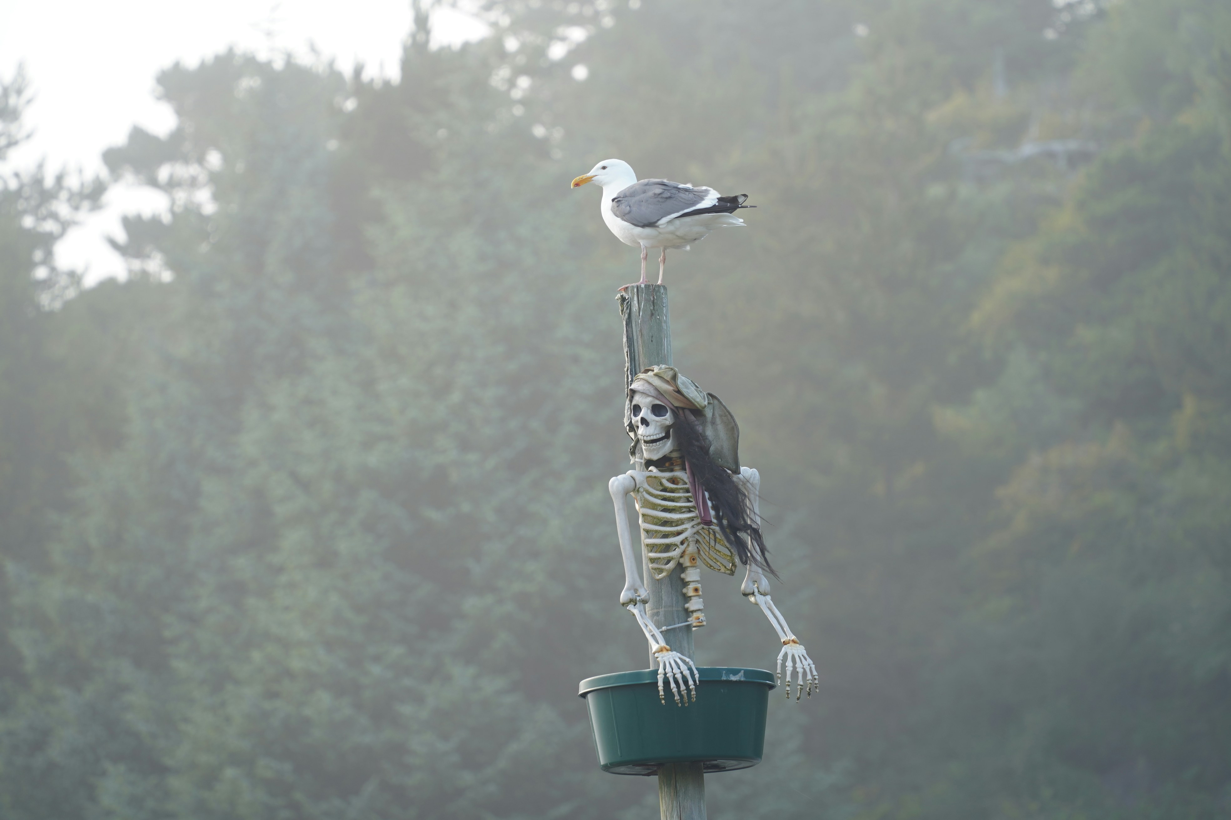 Mist-Lined Sentinel: Seagull Perched on a Skeleton