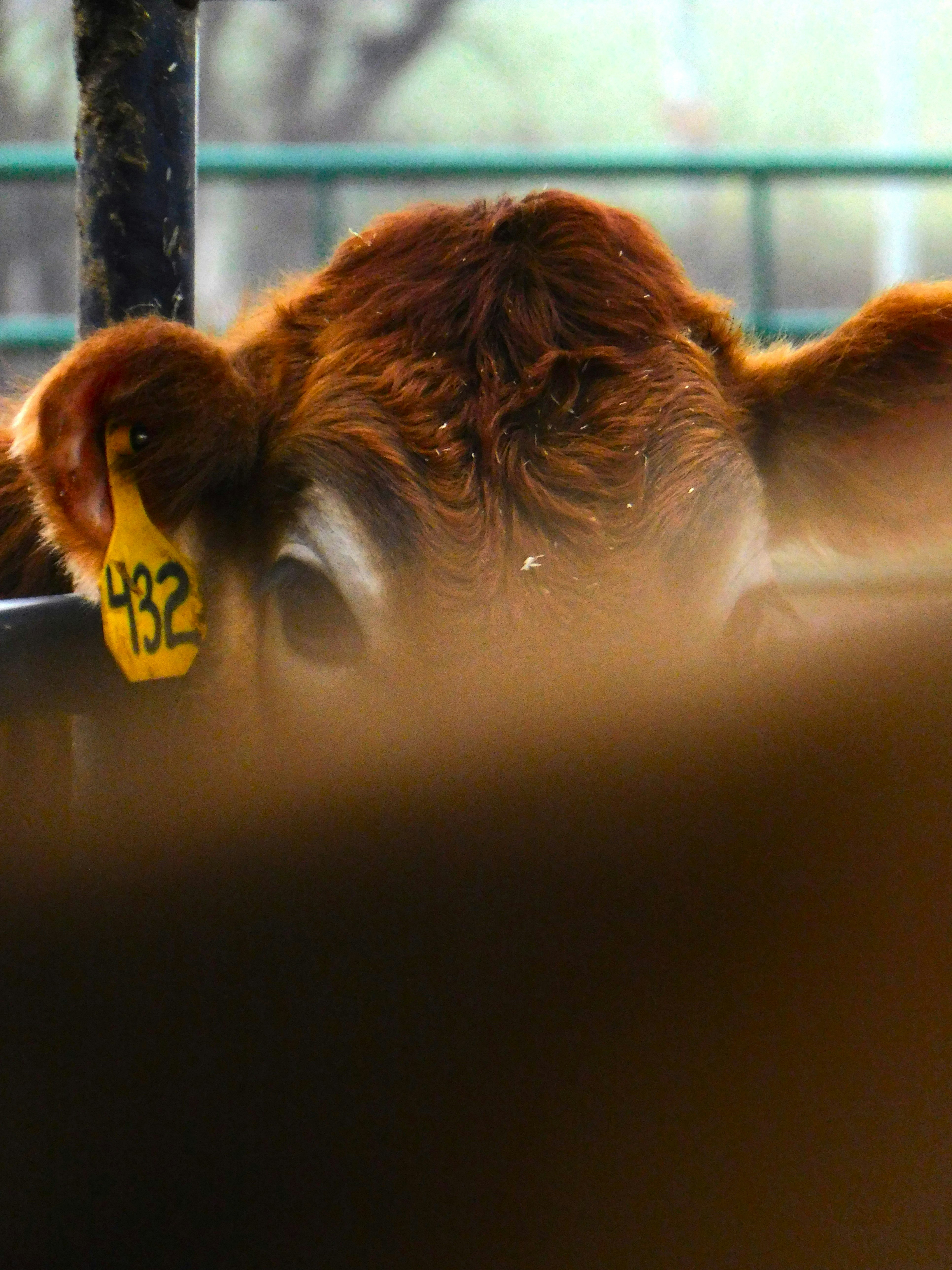 A dairy cow's head behind fence rails with a bright yellow ear tag clearly visible, while soft foreground blur creates a shallow depth of field.