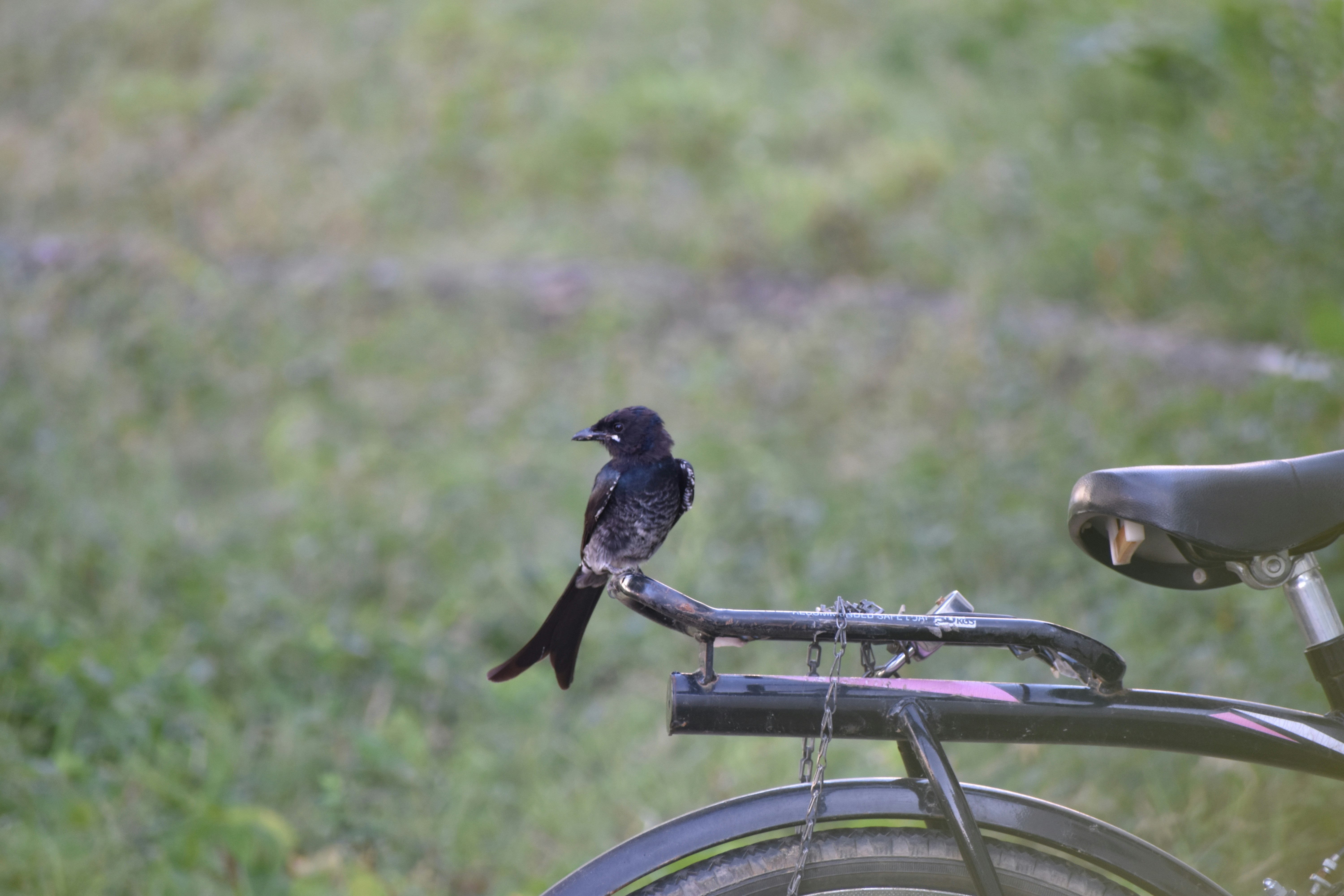 Crow Perch on a Bicycle Rack: Suburban Meadow in Soft Focus