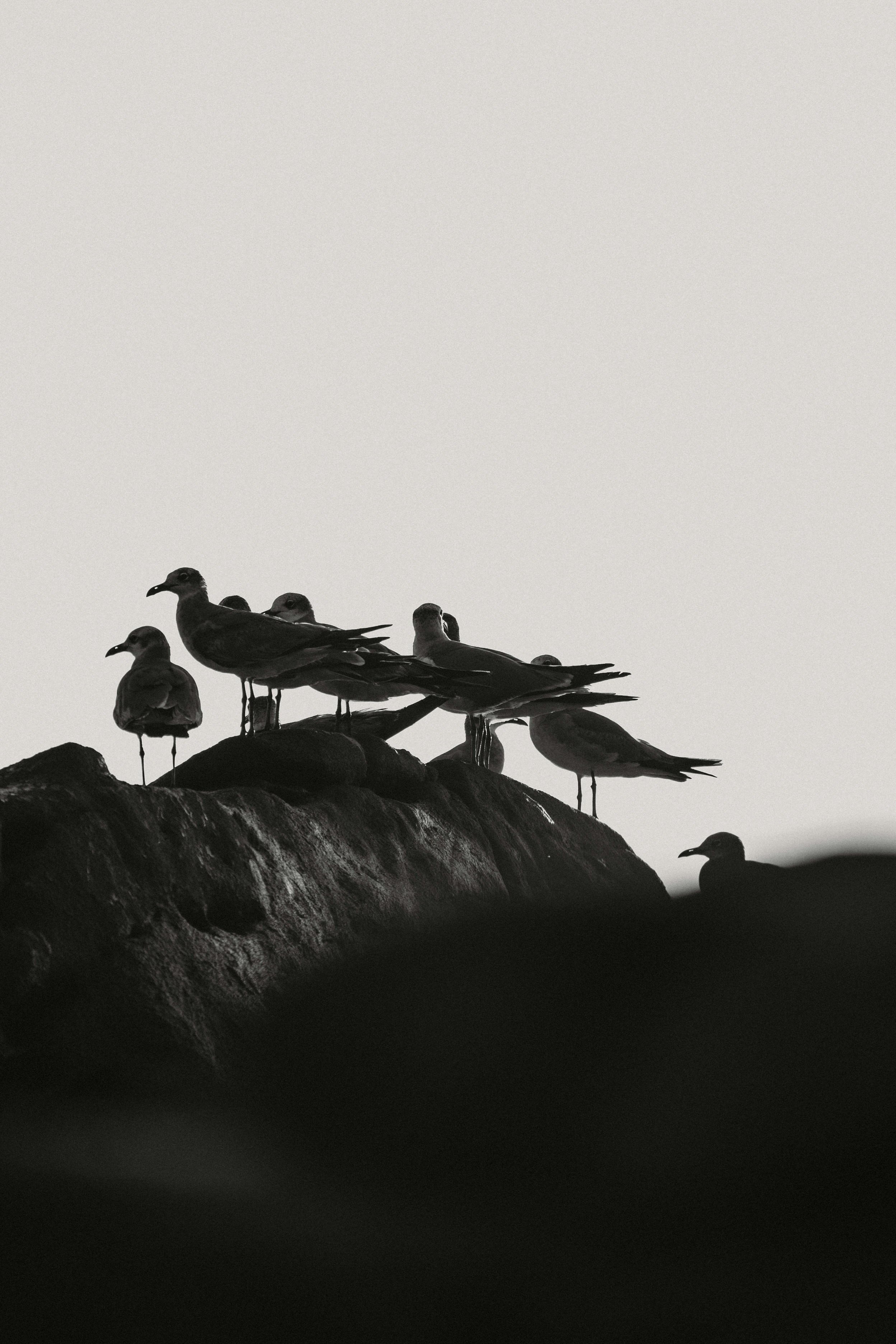 Gull Garrison on a Weathered Rock