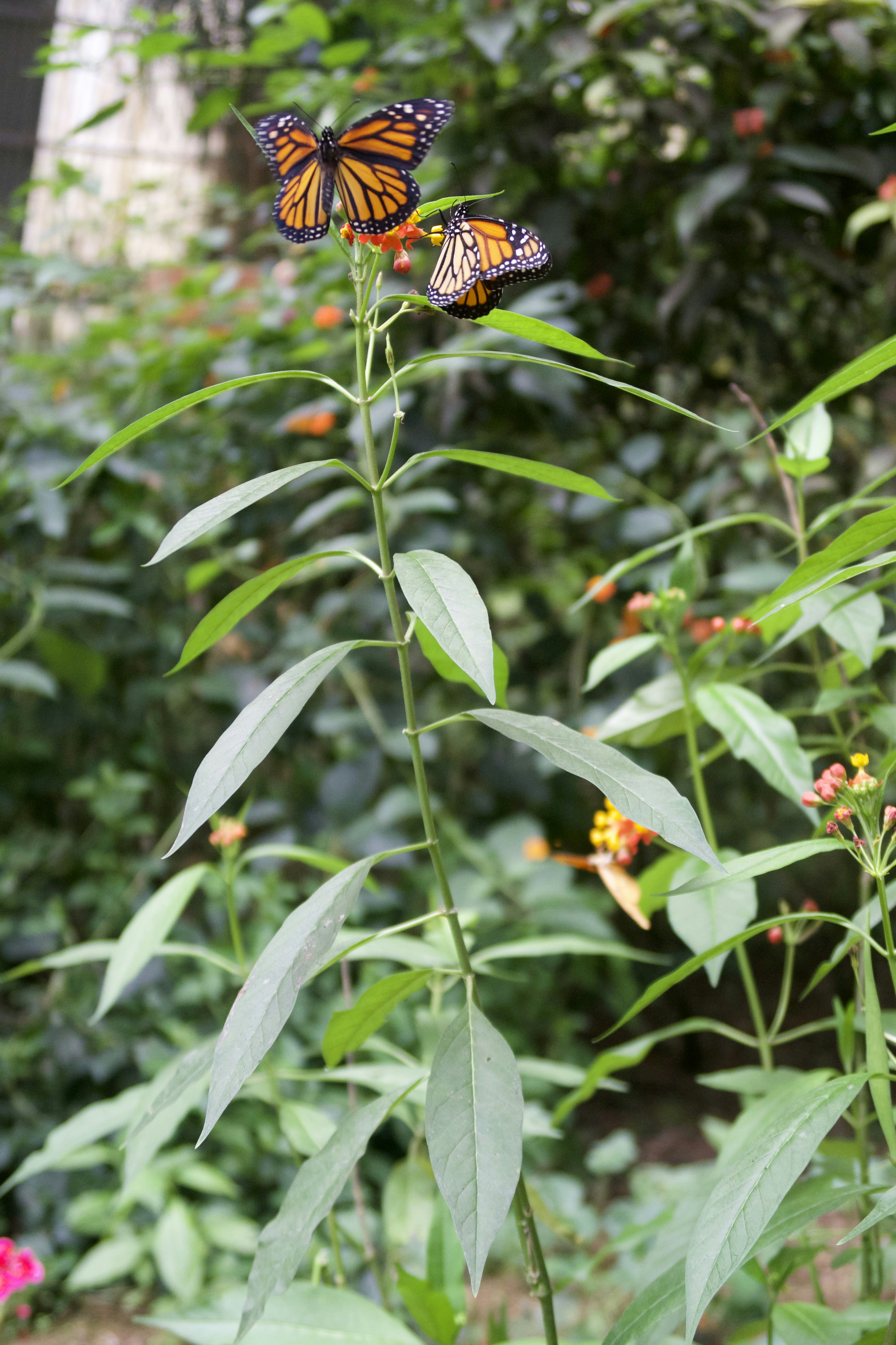 monarch butterflies on a flower