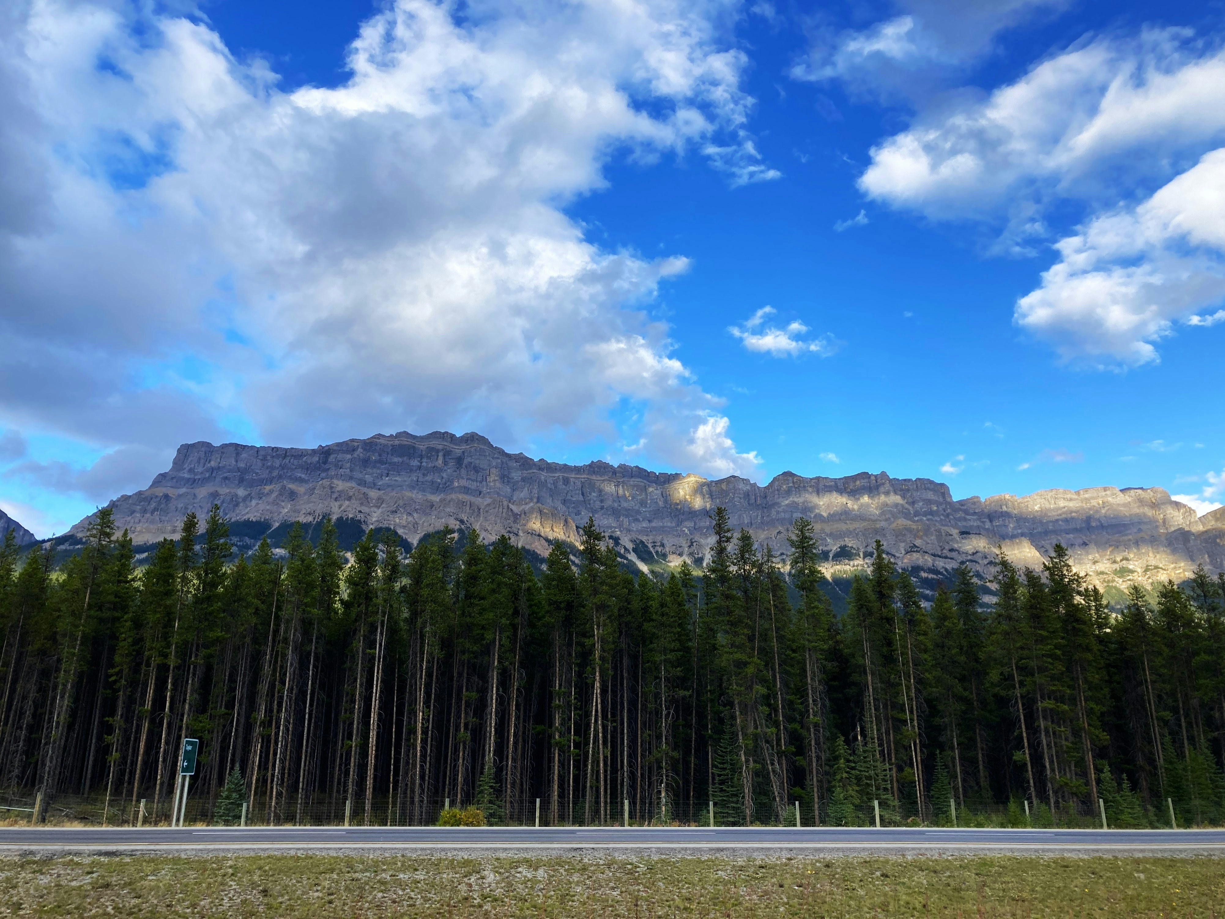 Alpine Crest Framed by Pines on a Clear Day