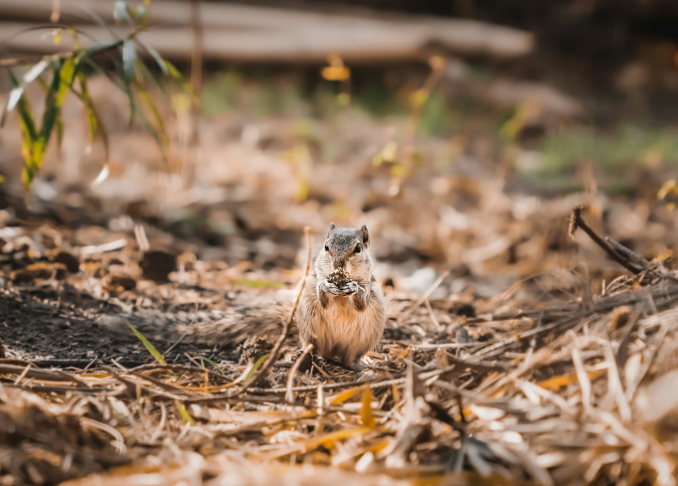 Ground-Level Observer: A Squirrel Among Autumn Debris