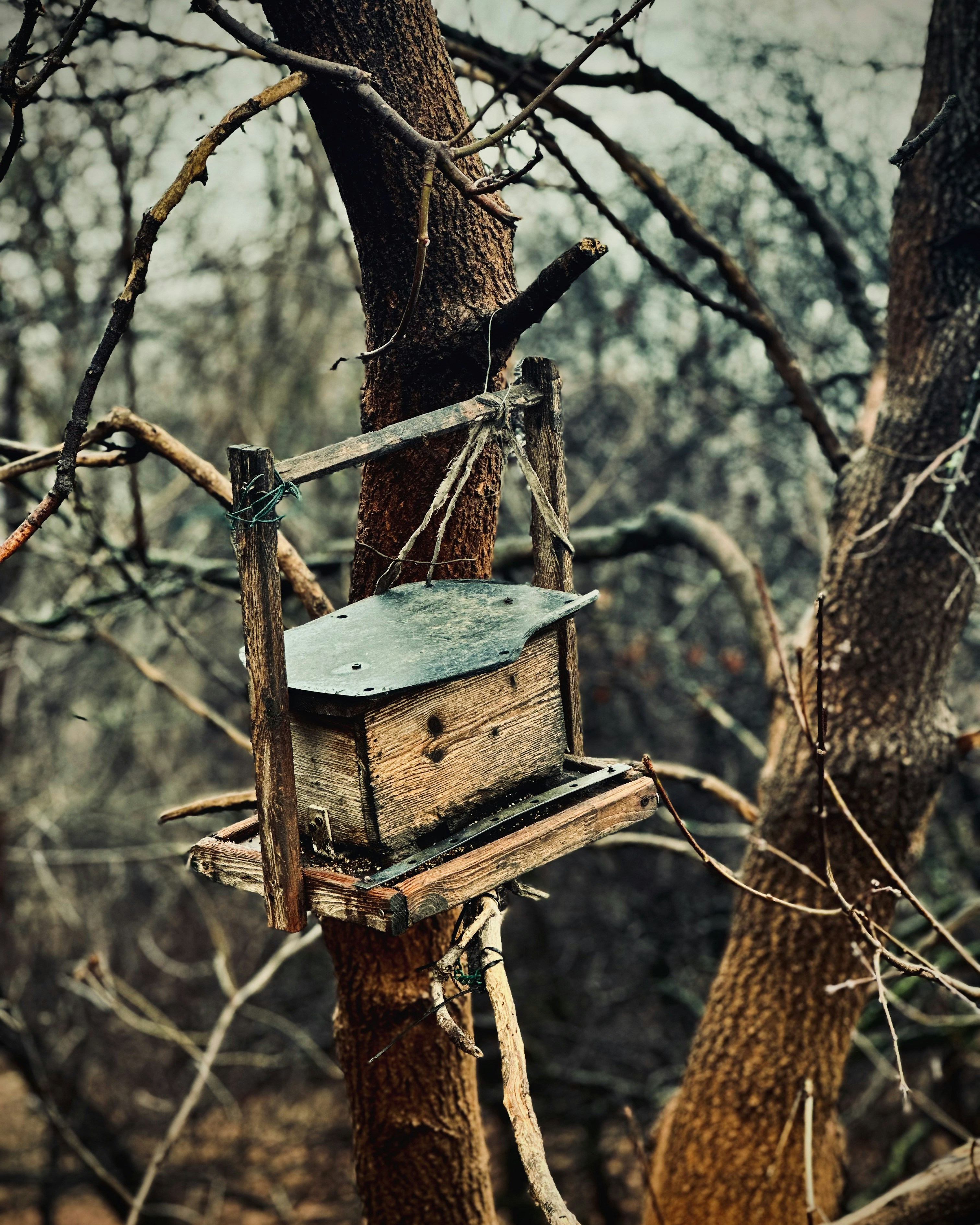 Weathered Refuge: a lone birdhouse clings to a tree amid tangled branches