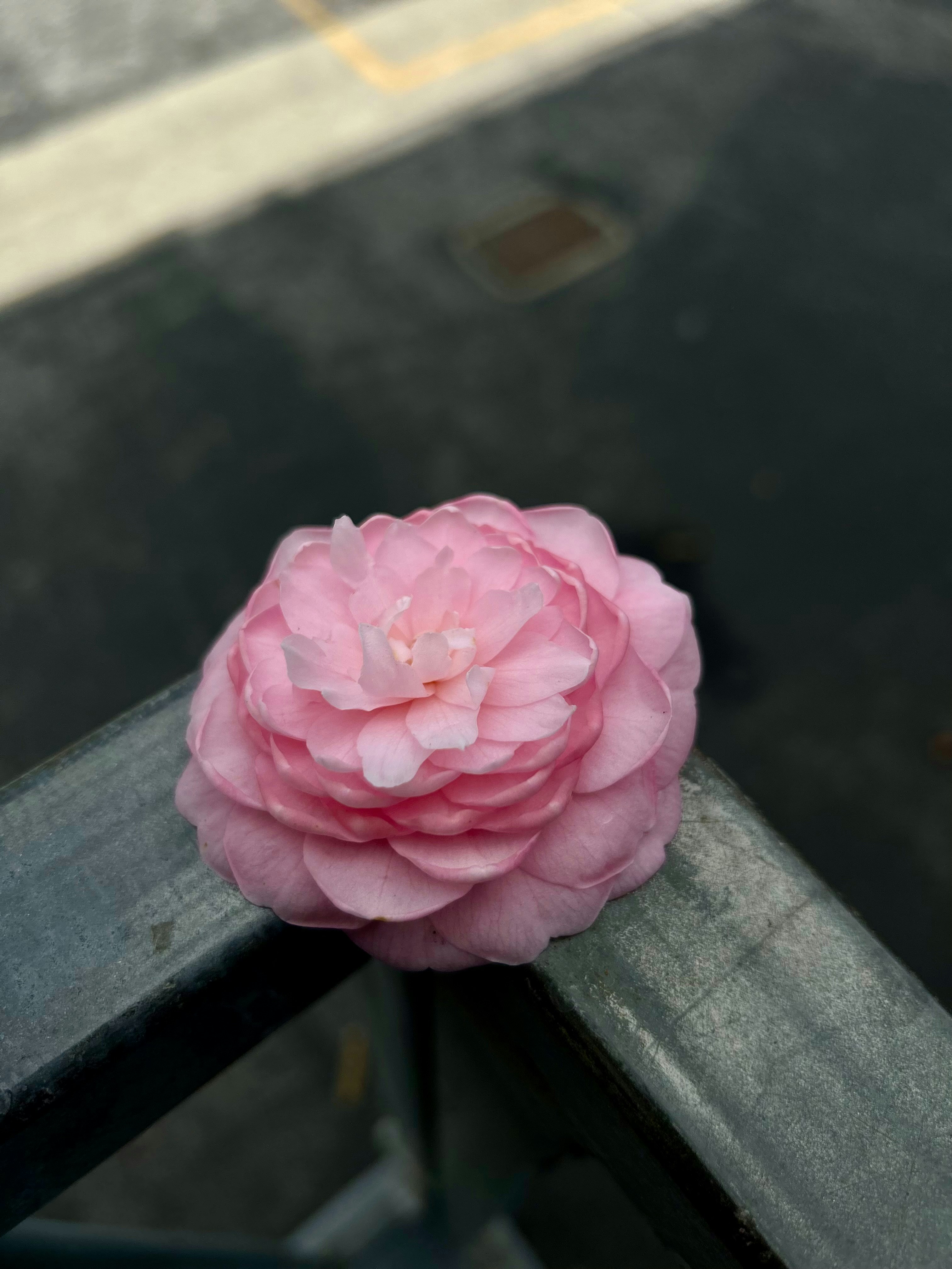 Petal on the Rail: A Tender Pink Bloom Against Industrial Grey