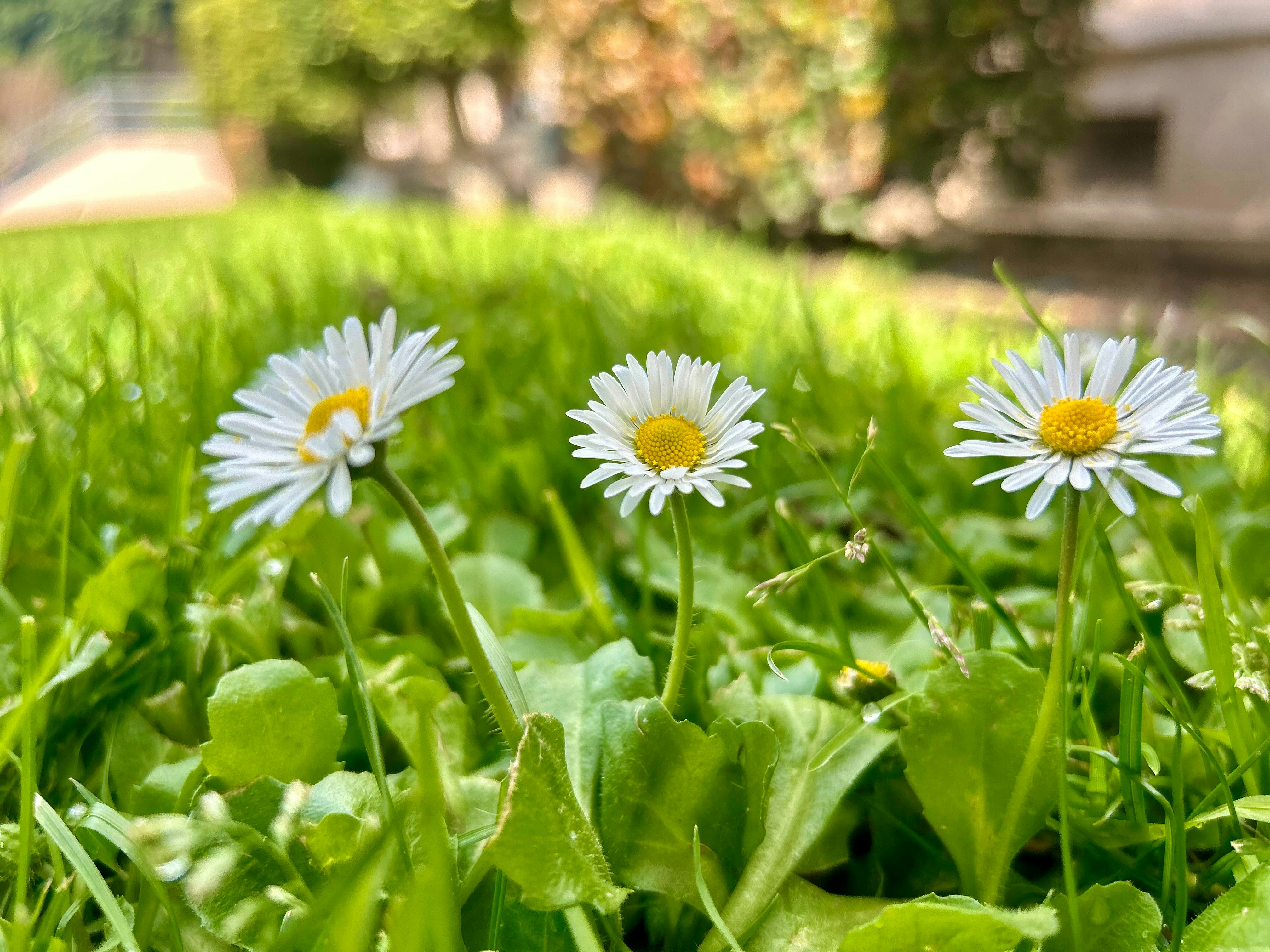 Two daisies in the middle of a grassy field photo – Free Flower Image ...