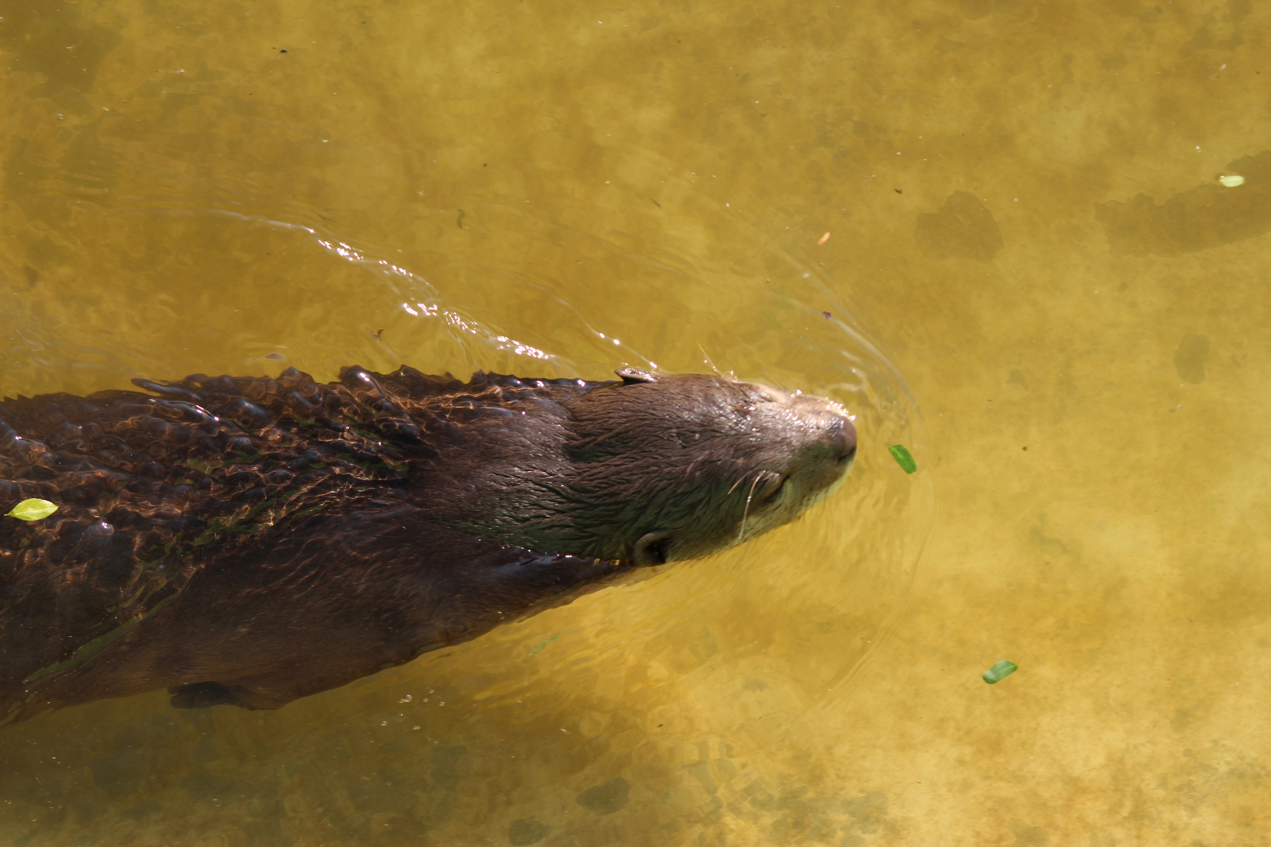 Animais De Rio Fotos | Baixe imagens gratuitas na Unsplash