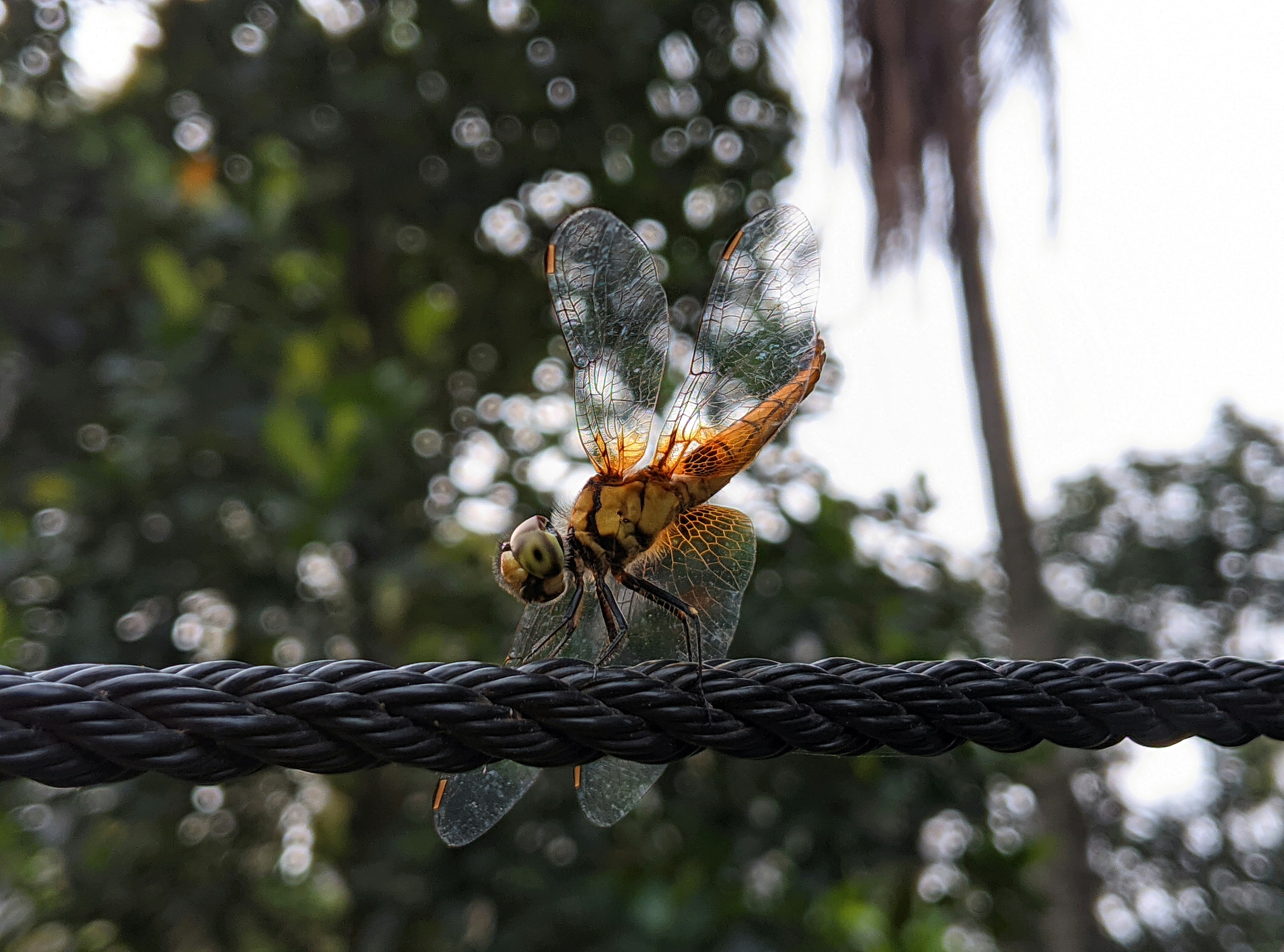 A dragonfly sitting on top of a black rope photo – Free Insect Image on ...