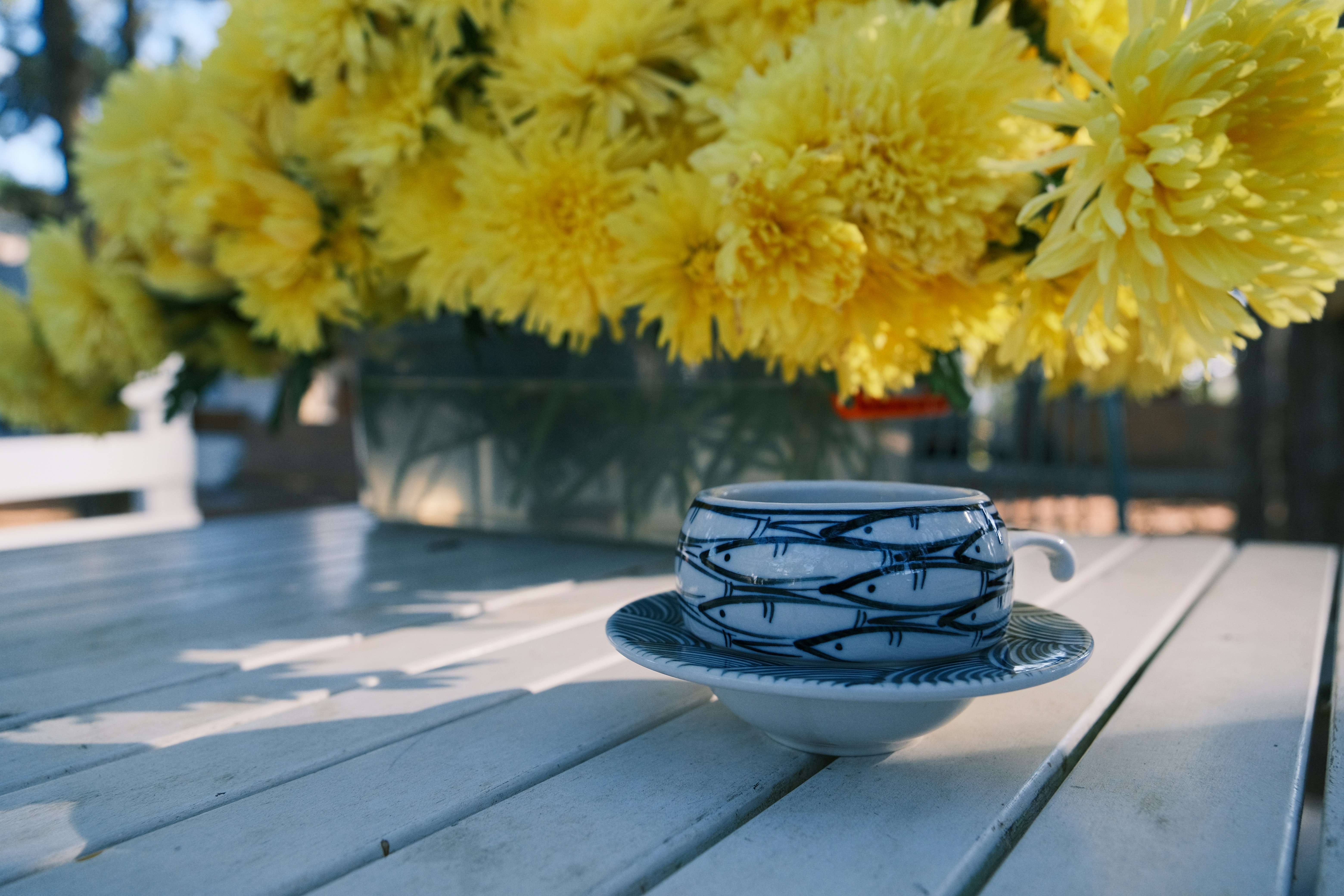 Blue Porcelain Teacup Framed by Sunlit Yellow Chrysanthemums