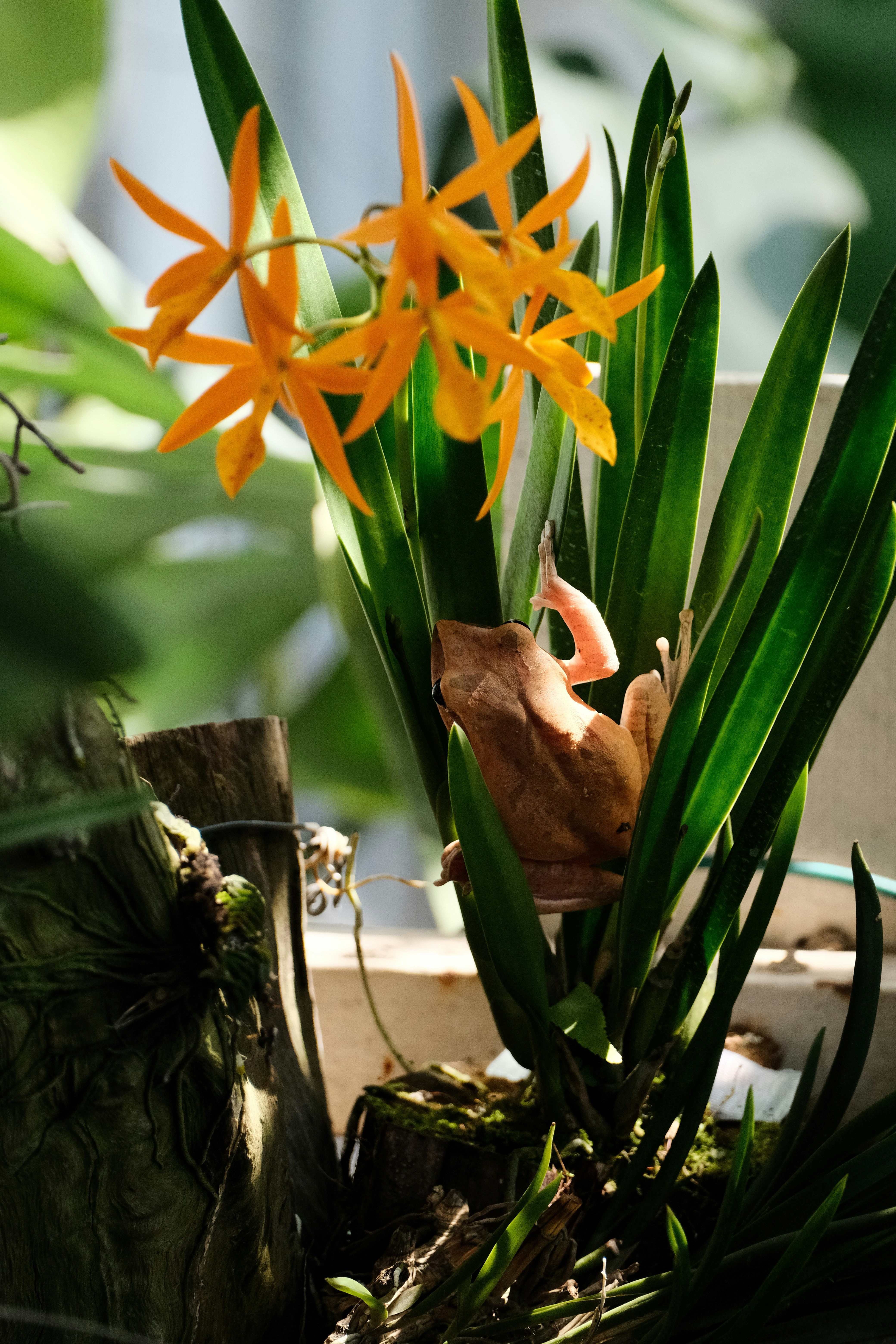 Sunlit Orange Bloom Framed by Swordlike Foliage