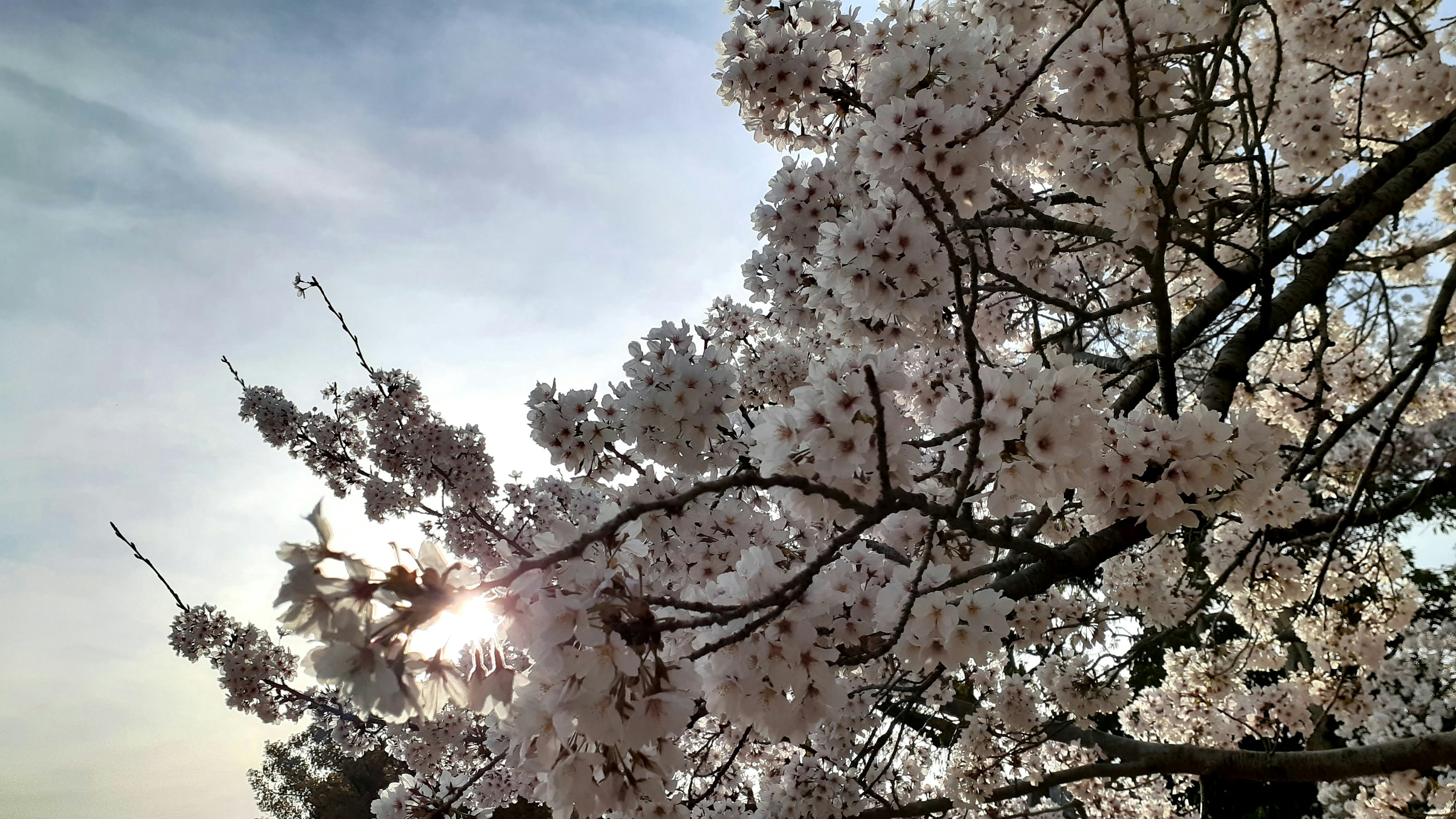 Cherry blossoms fill the frame with a bright sun peeking through petals against a pale blue sky. The image emphasizes delicate blooms and natural backlighting.