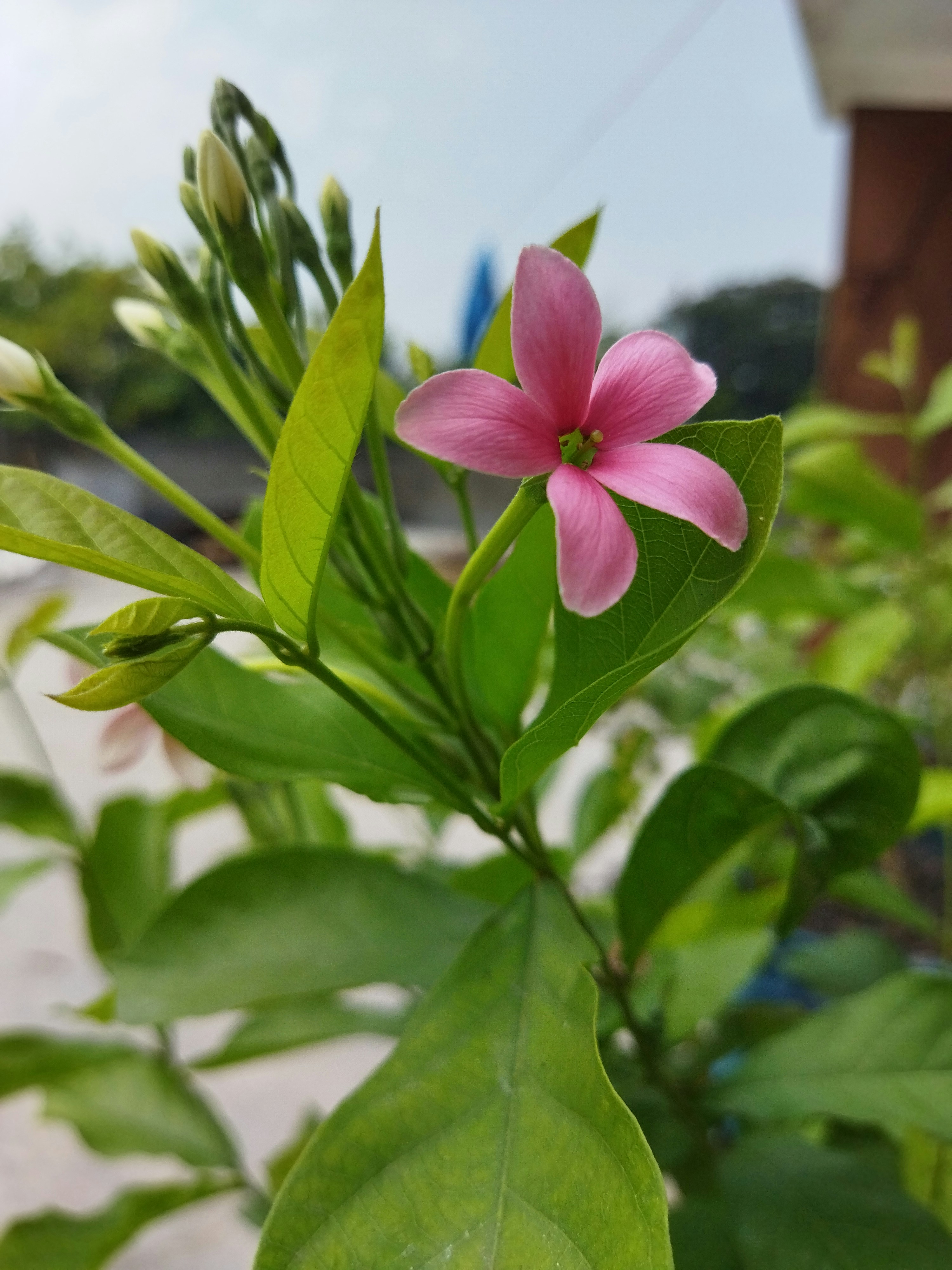 Pink flower amid fresh green leaves with a blurred background, highlighting the plant’s bloom and buds.