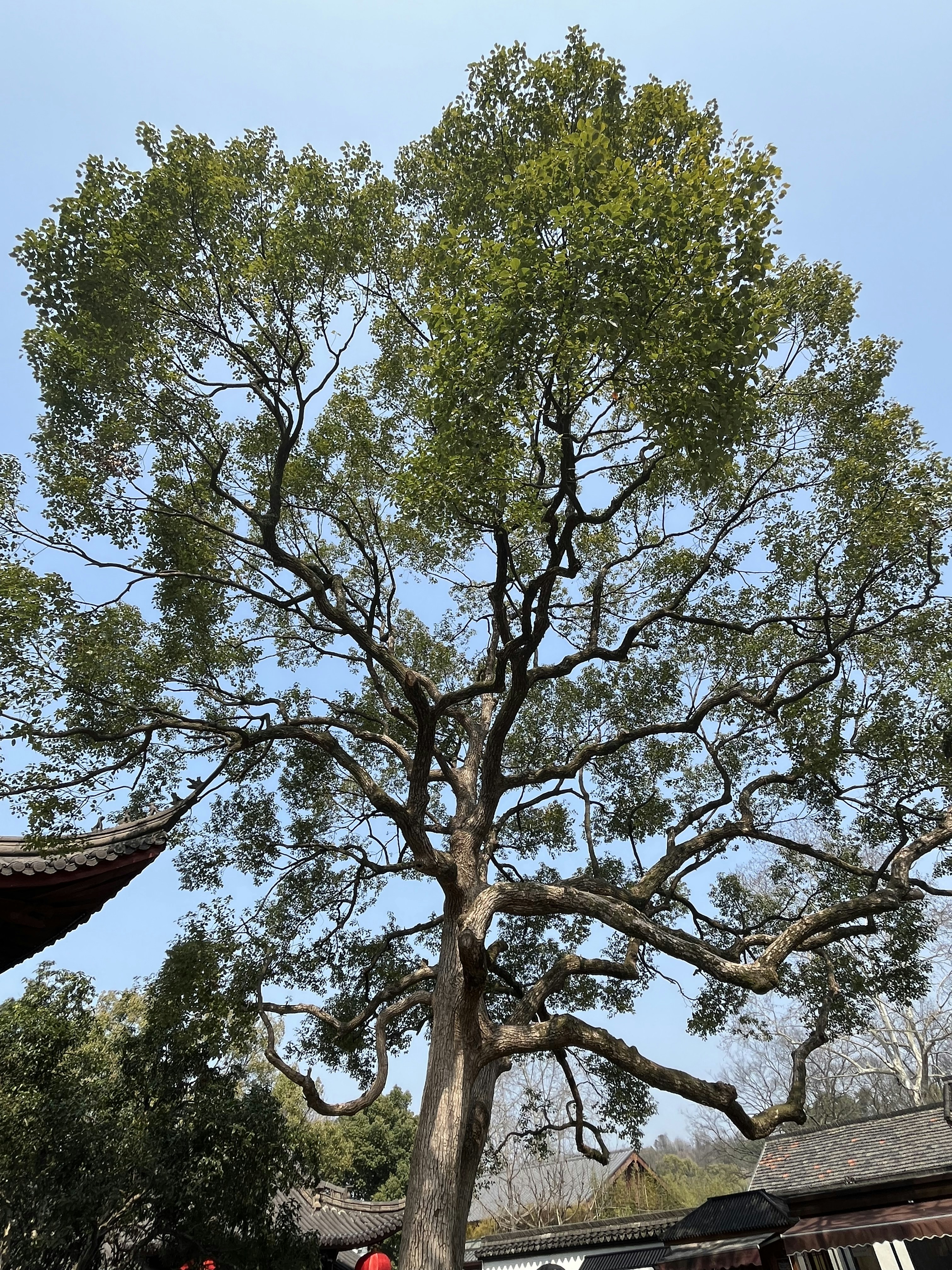 Majestic Central Tree Reaching Toward a Clear Sky