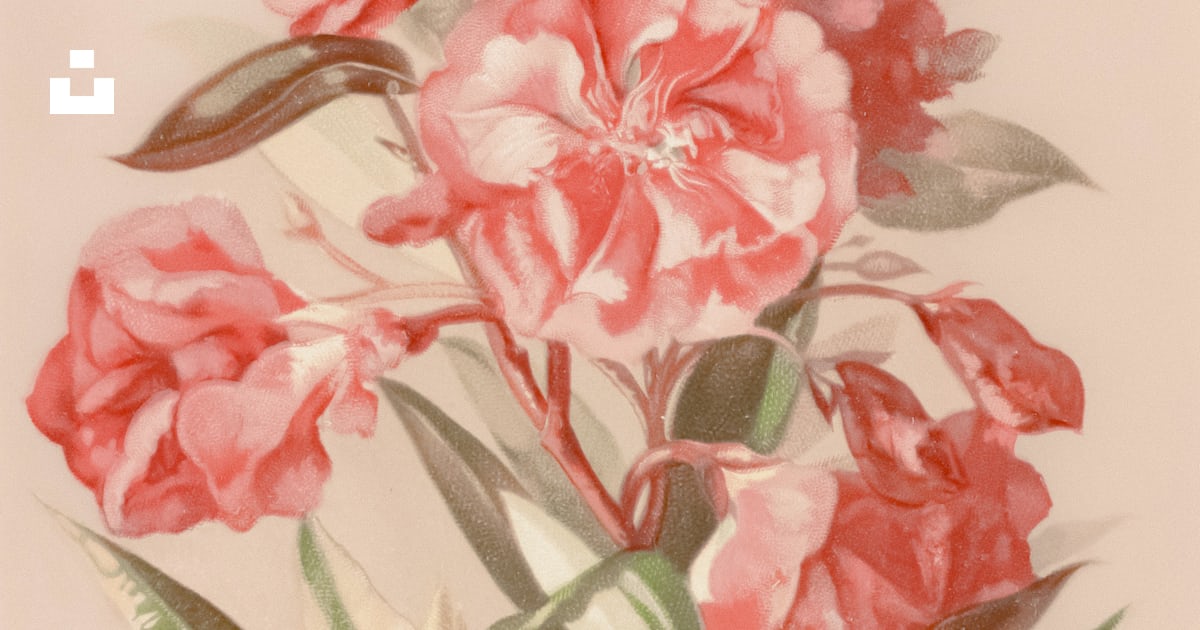 흰색 배경에 분홍색 꽃 그림 사진 Unsplash의 무료 꽃 이미지