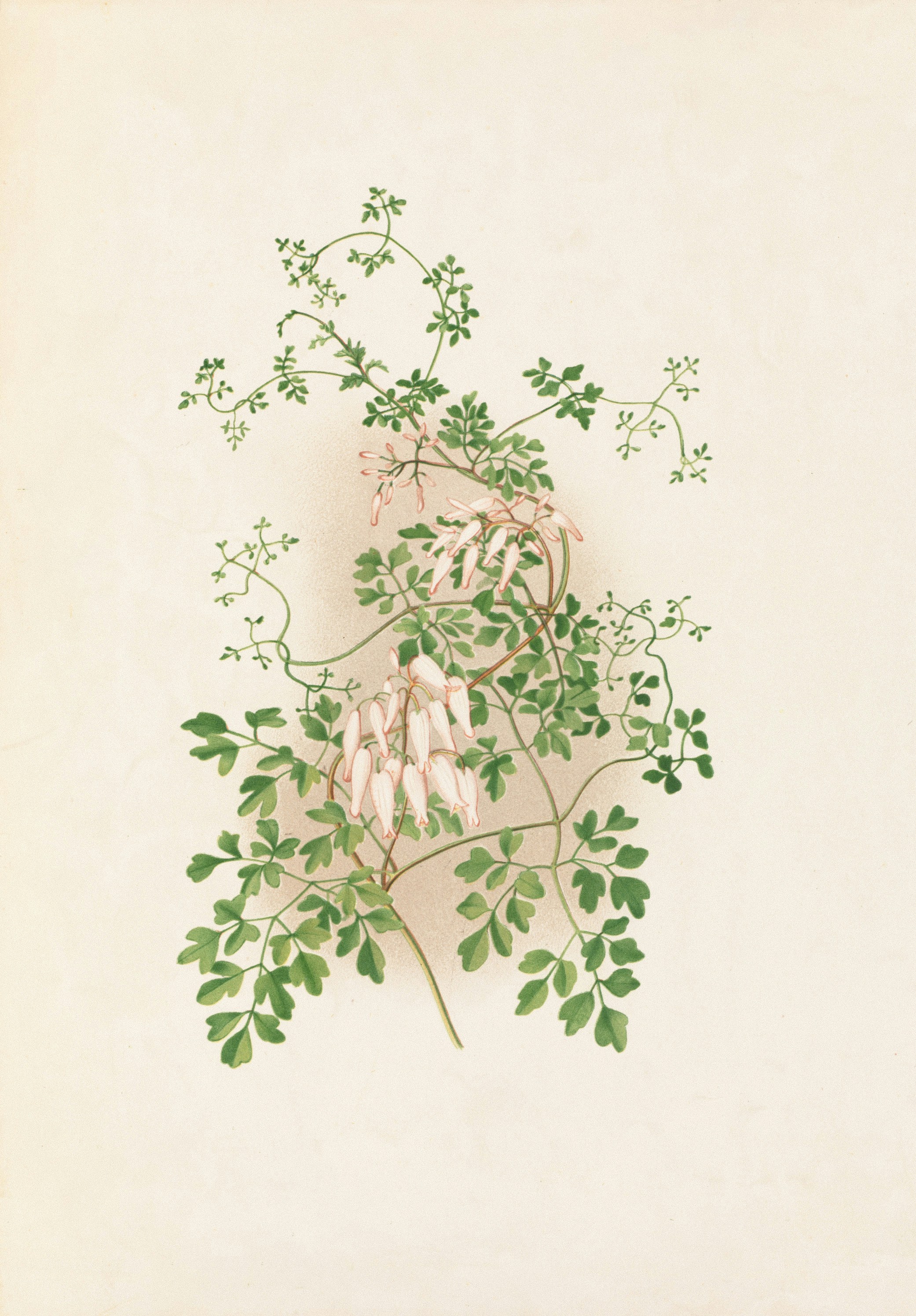 Title: Flowers Publisher: L. Prang & Co. Date: [ca. 1861–1897] https://www.digitalcommonwealth.org/search/commonwealth:w6634524n