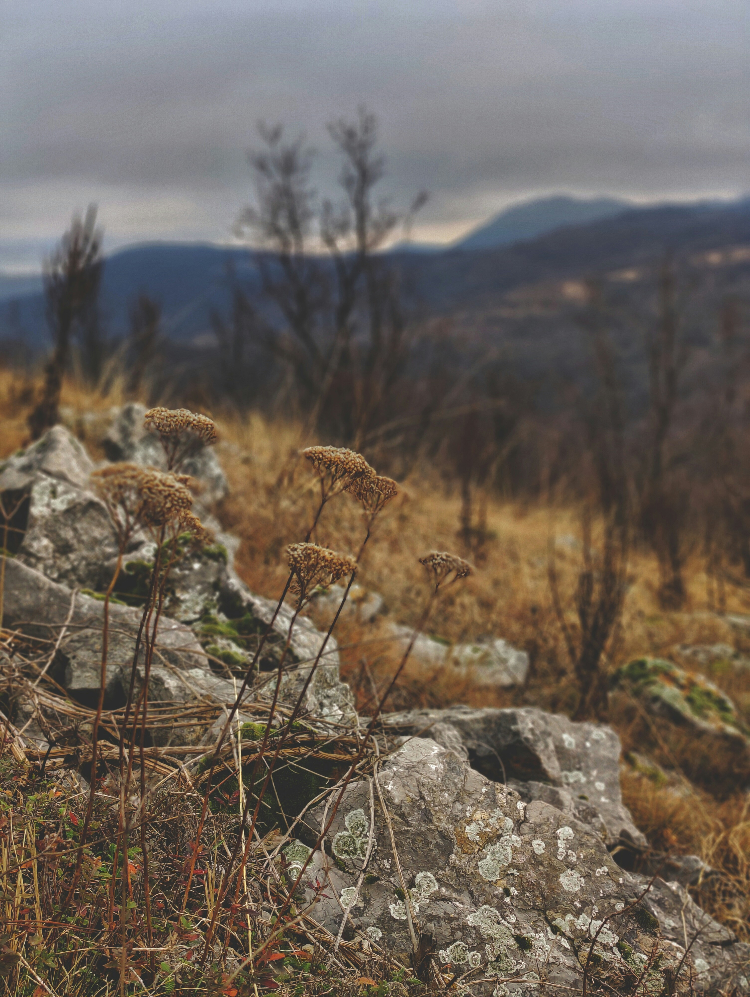 Seedhead Sentinels Among Lichen-Covered Rocks with Mountain Backdrop