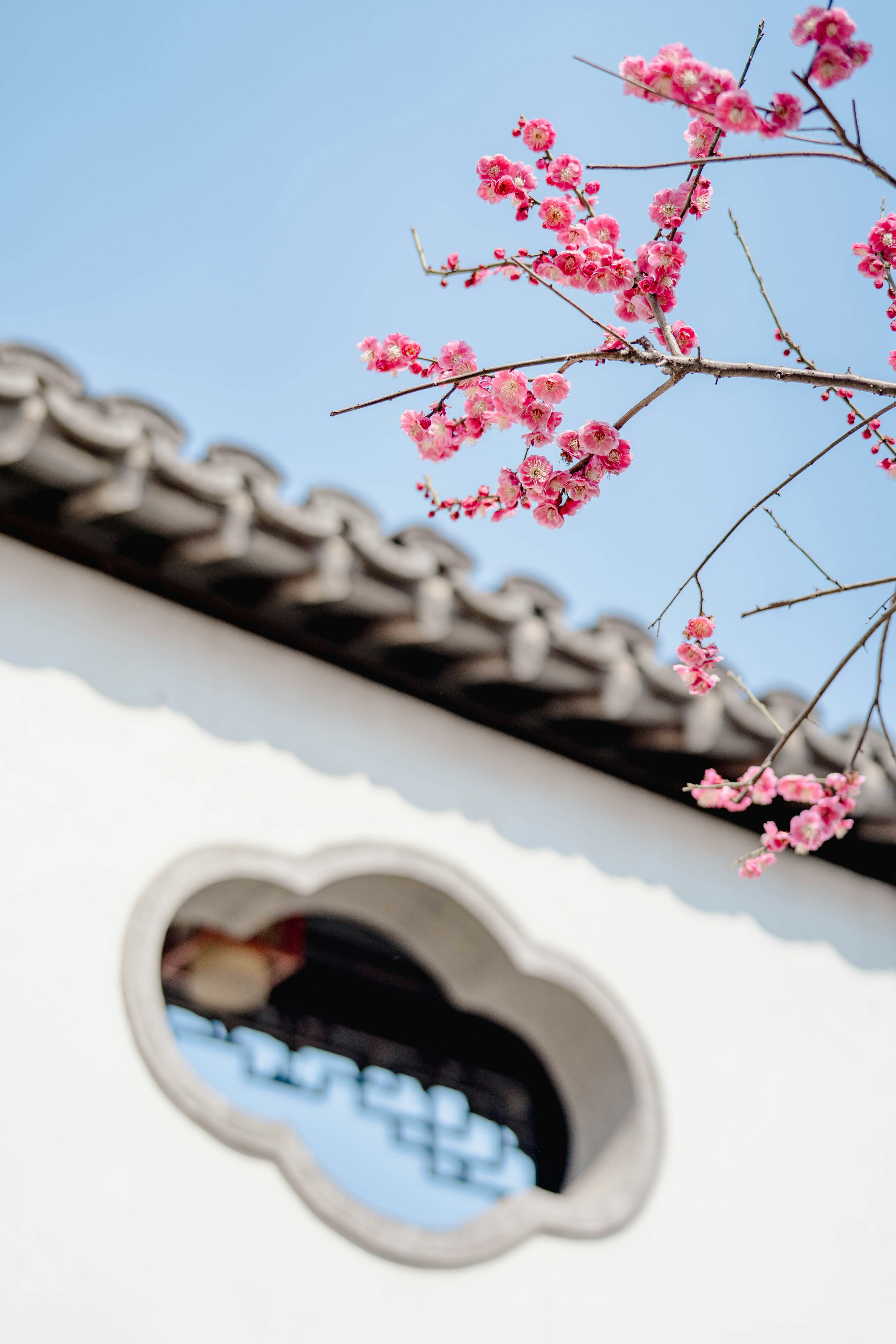 Blossoms Over a Curved Window: Pink Clusters Against a White Wall and Blue Sky
