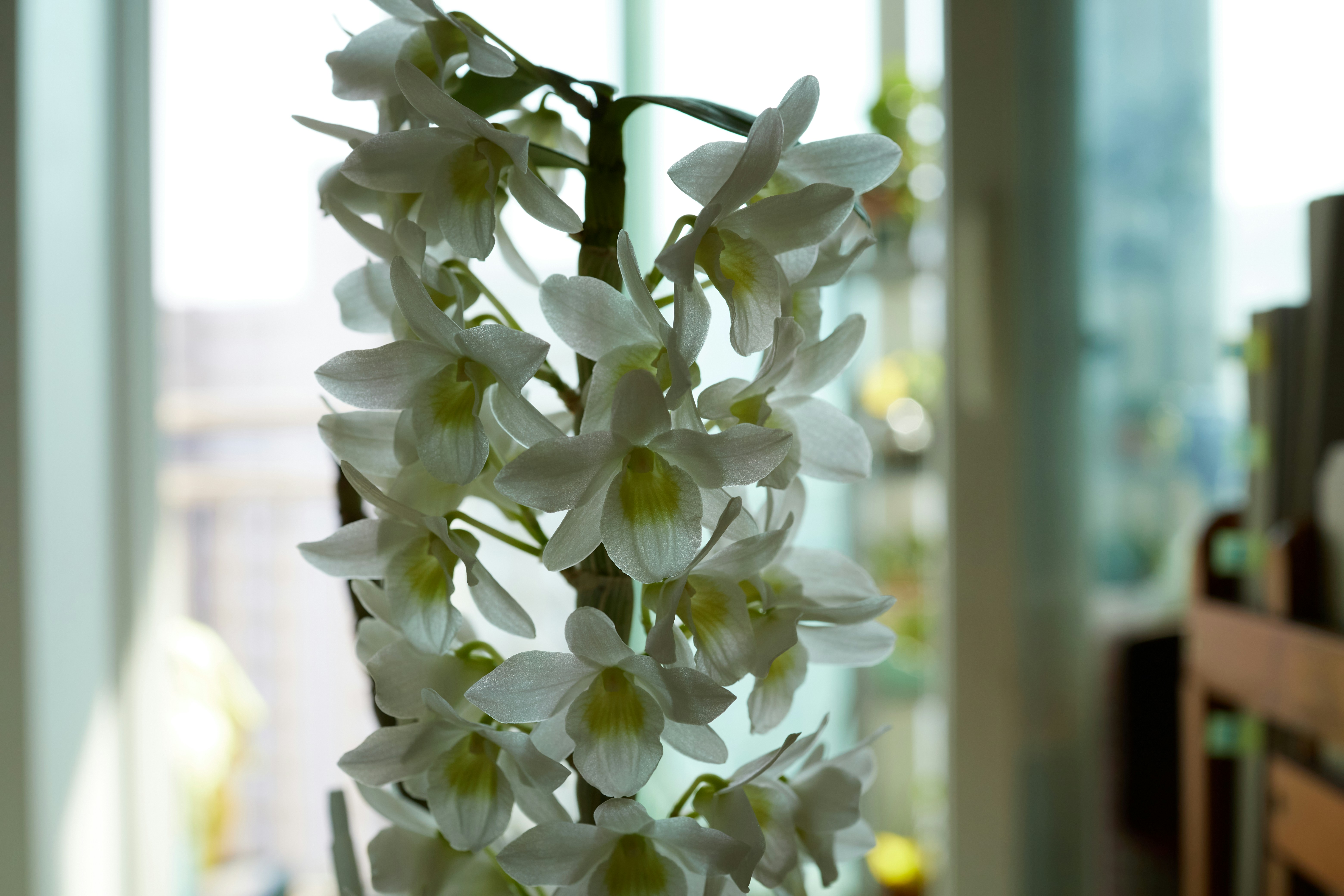 White Orchid Cascade Framed by Soft Window Light
