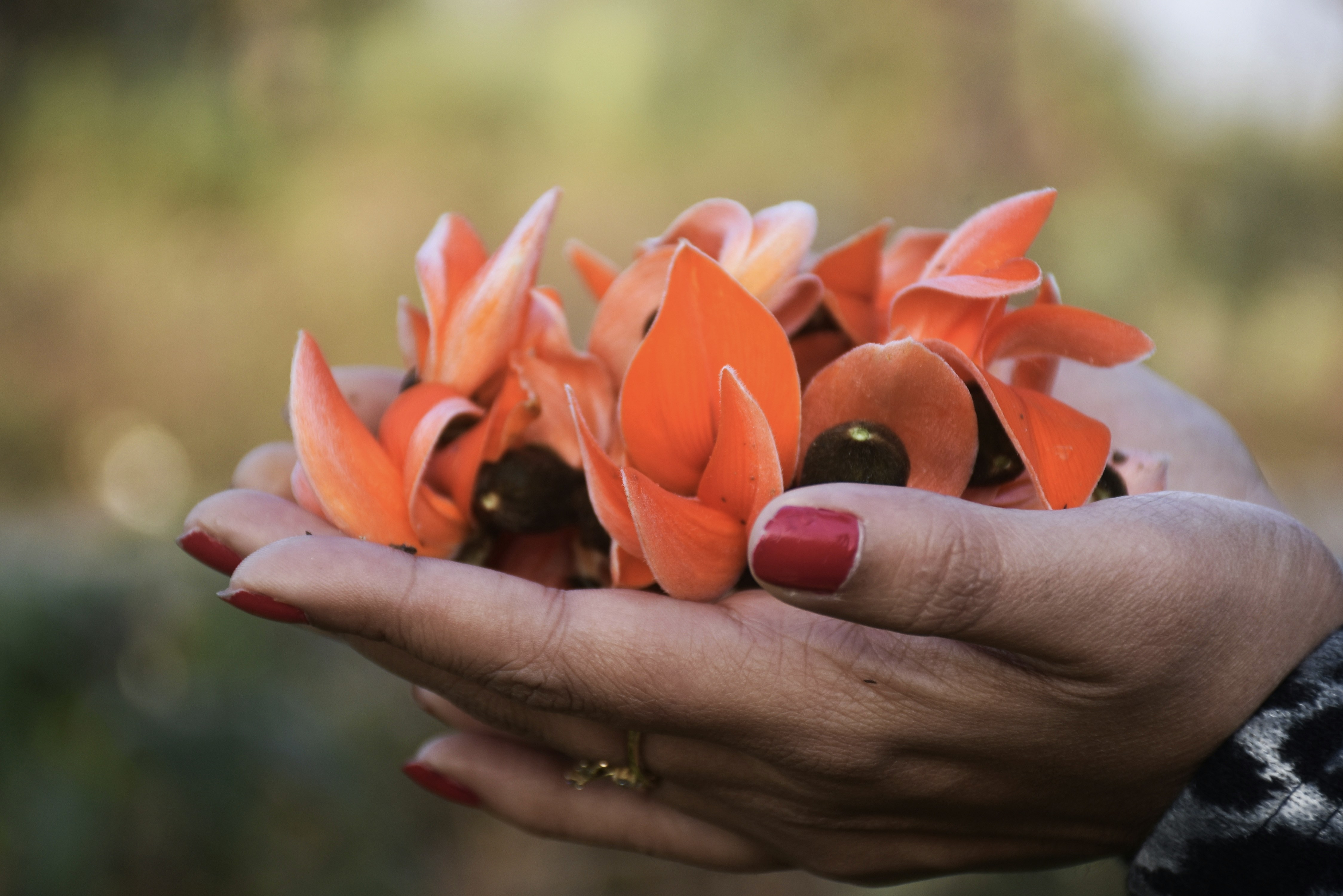 Handful of Orange Seed Pods: a gentle autumn clasp