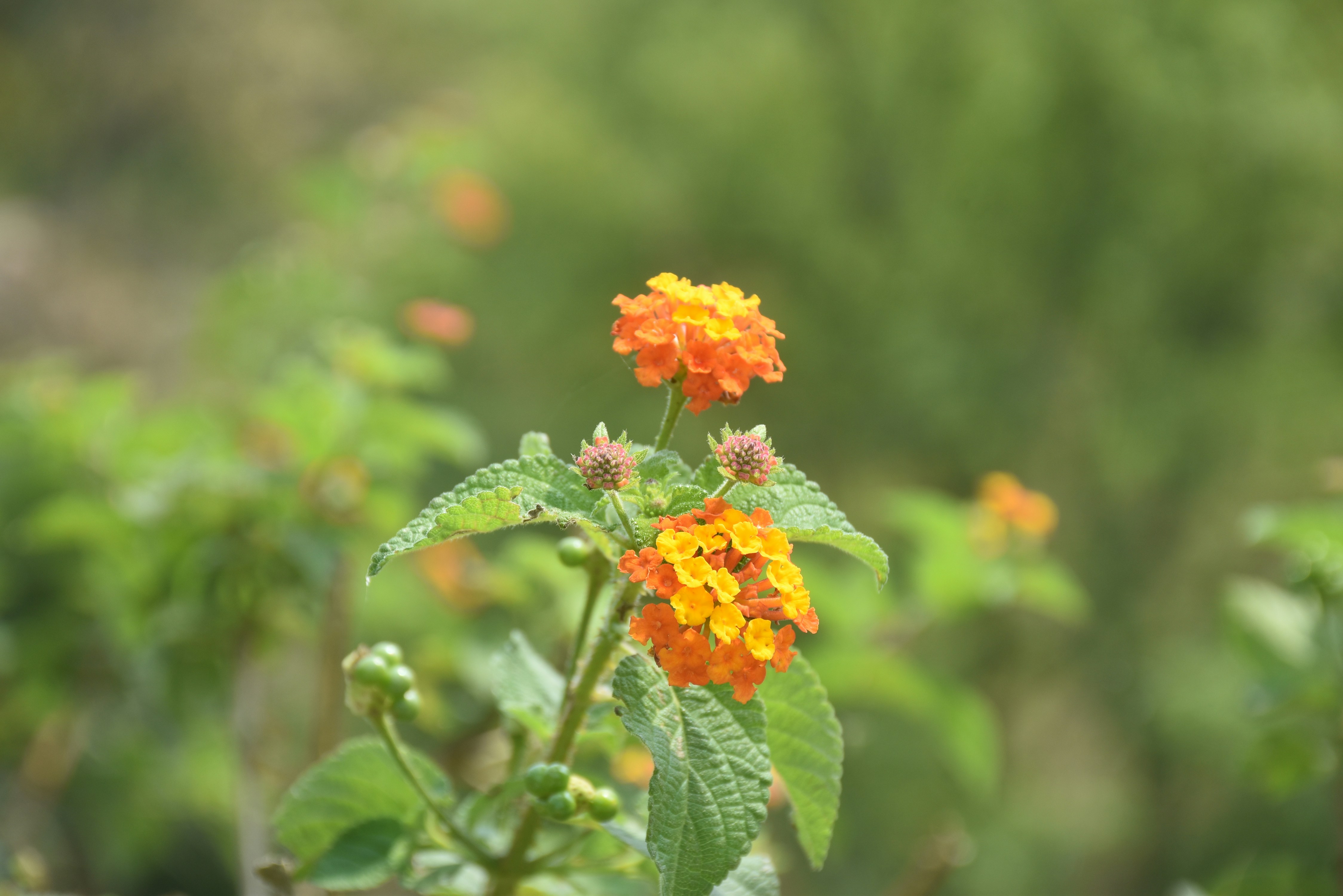 Amber Lantana in a Blur of Green: A Quiet Garden Moment