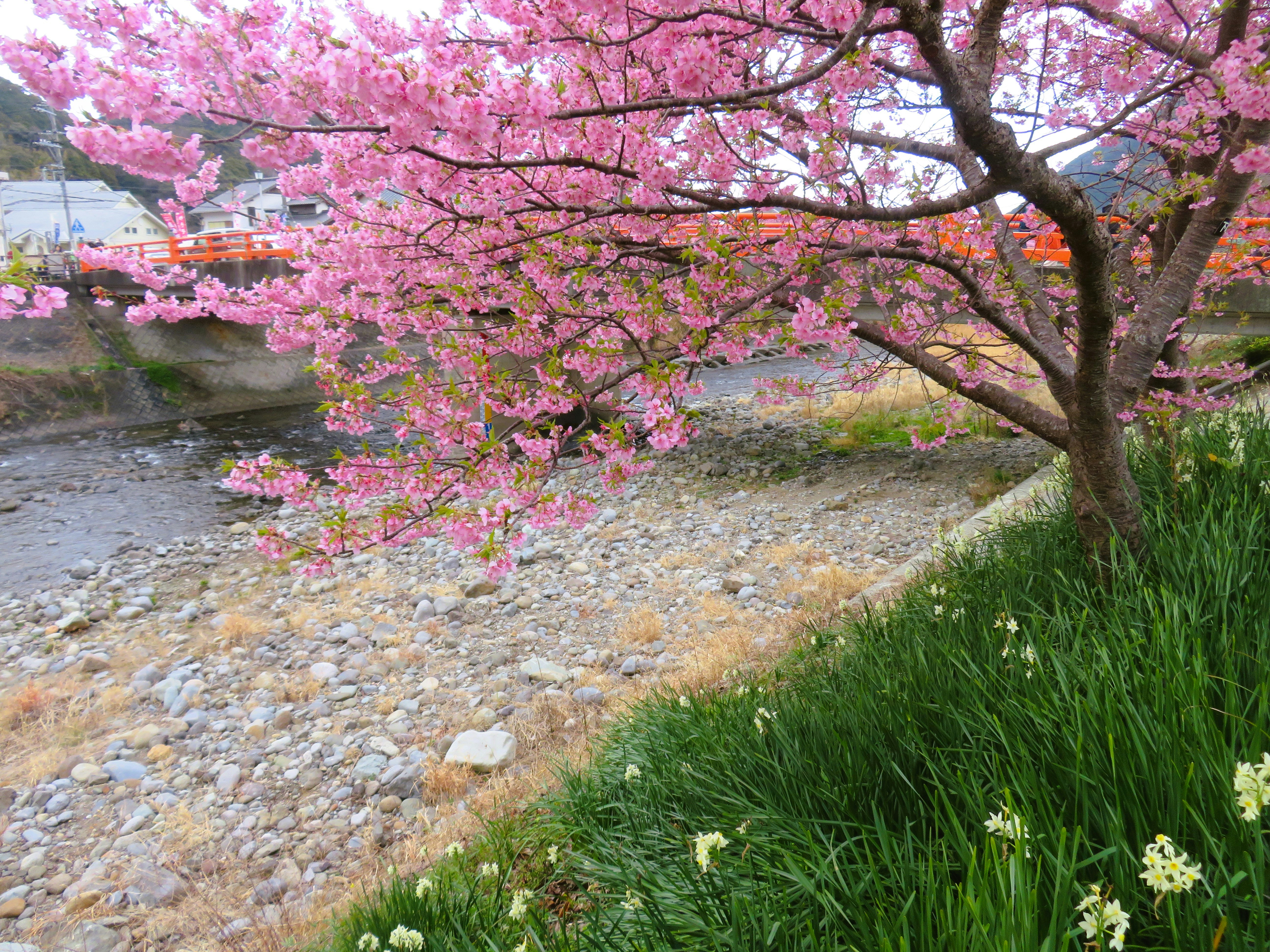 Pink cherry blossoms arch over a rocky riverbed with a grassy embankment. A distant orange railing suggests a riverside park.