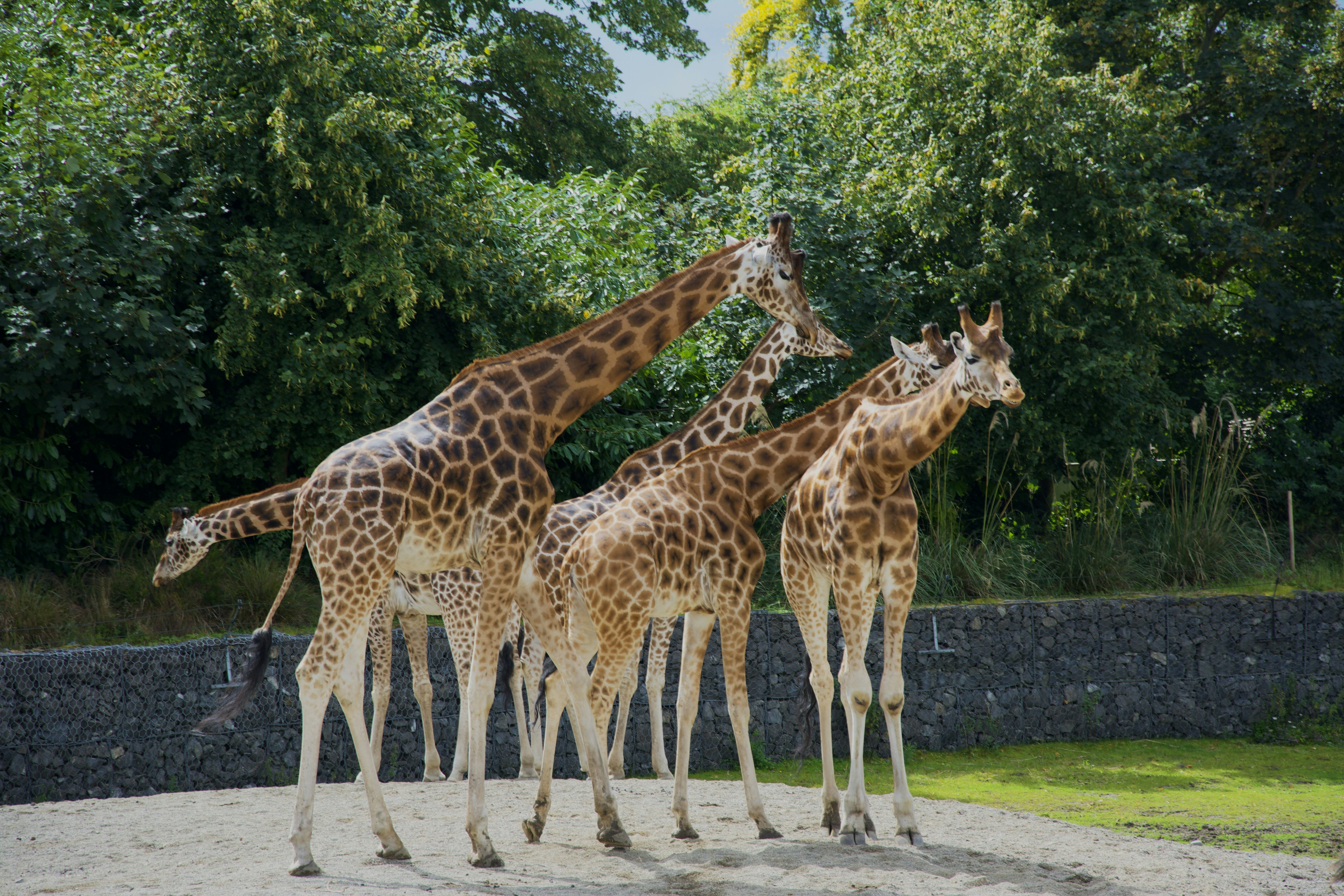 11 Things You Did Not Know About Giraffe Behavior - Animals Around The ...