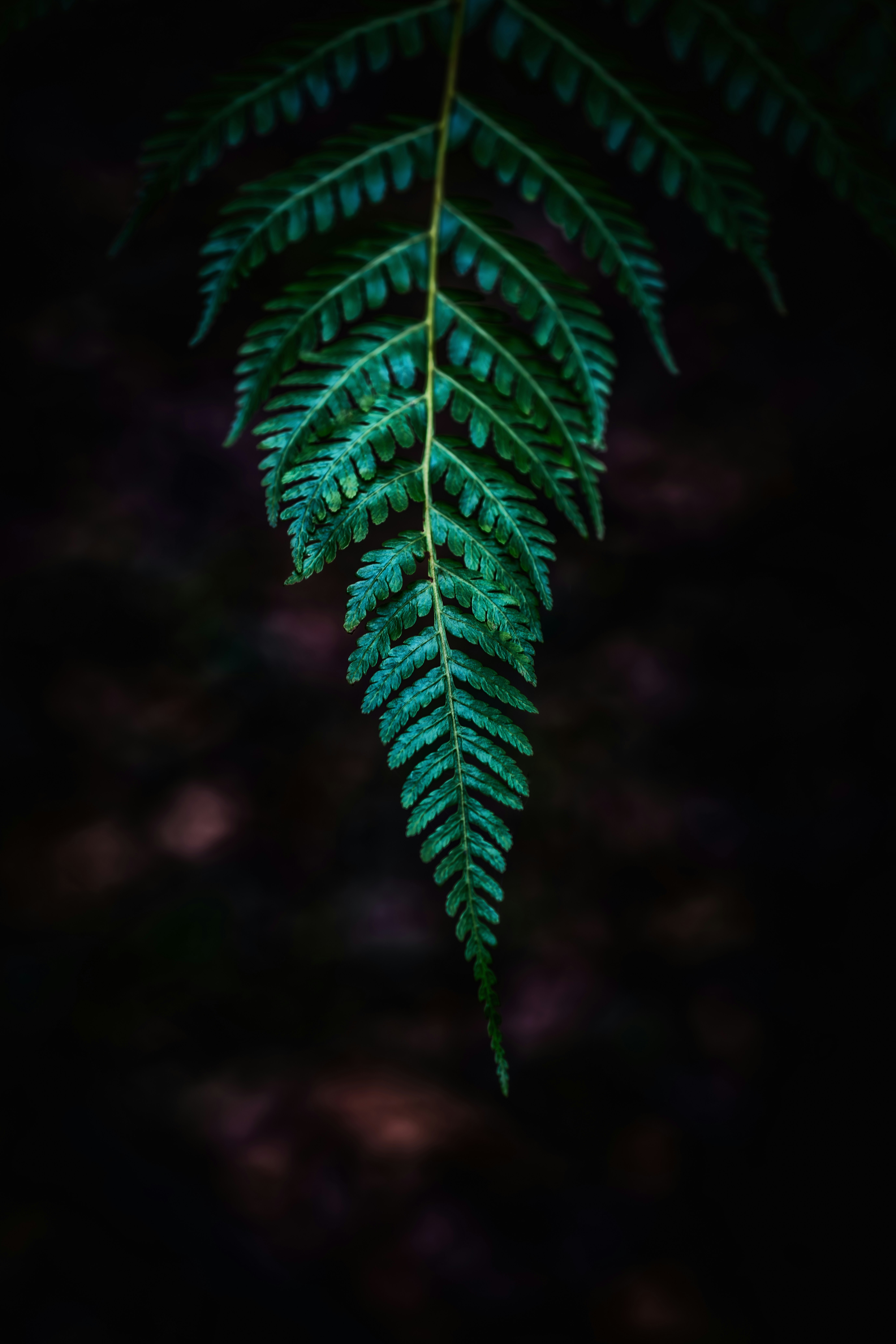 The fern leaf with the blurry background.