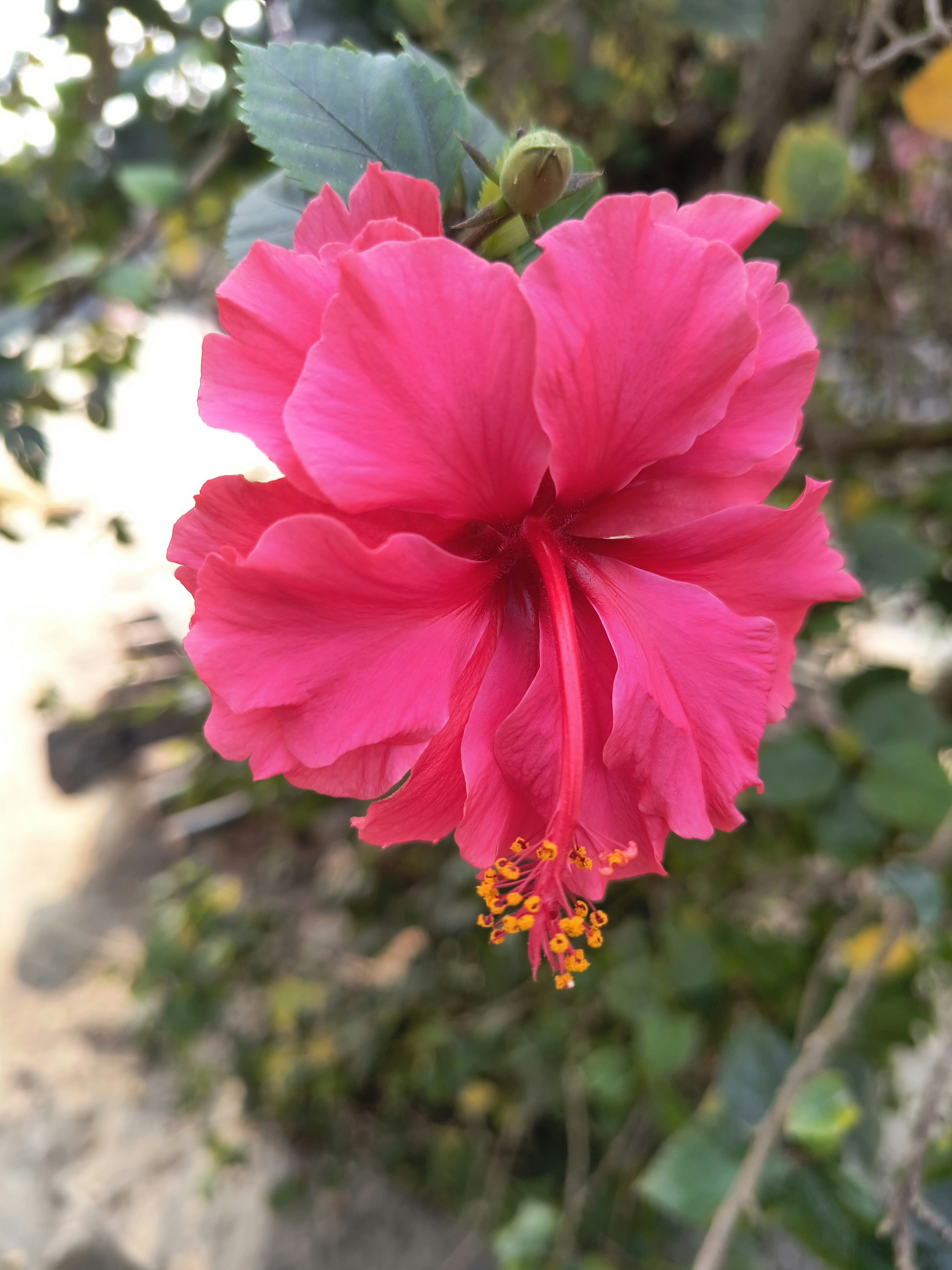 Close-up photograph of a pink hibiscus bloom with a softly blurred garden background.