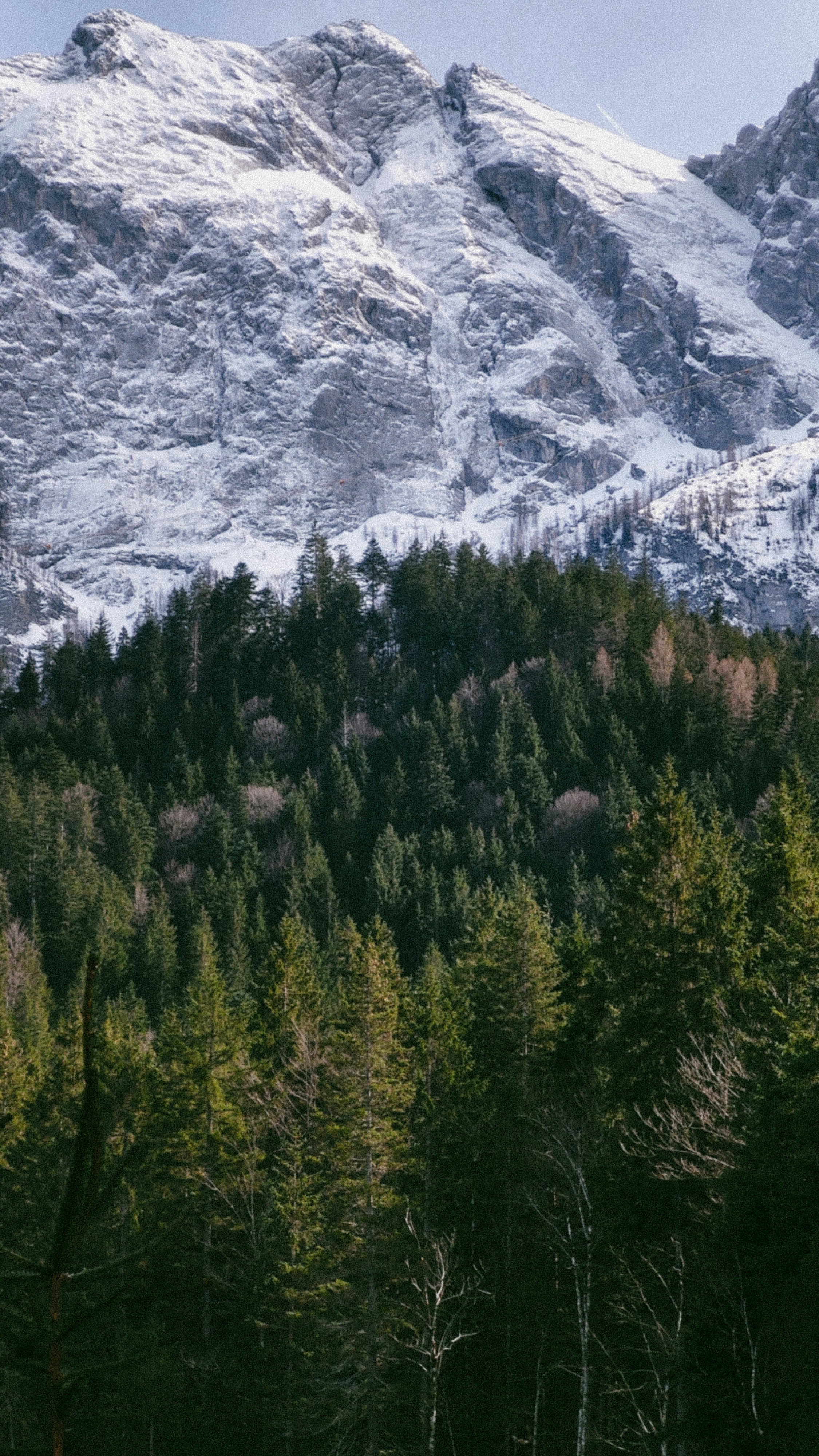 Snow-covered alpine peaks rise above a dense conifer forest in natural daylight.