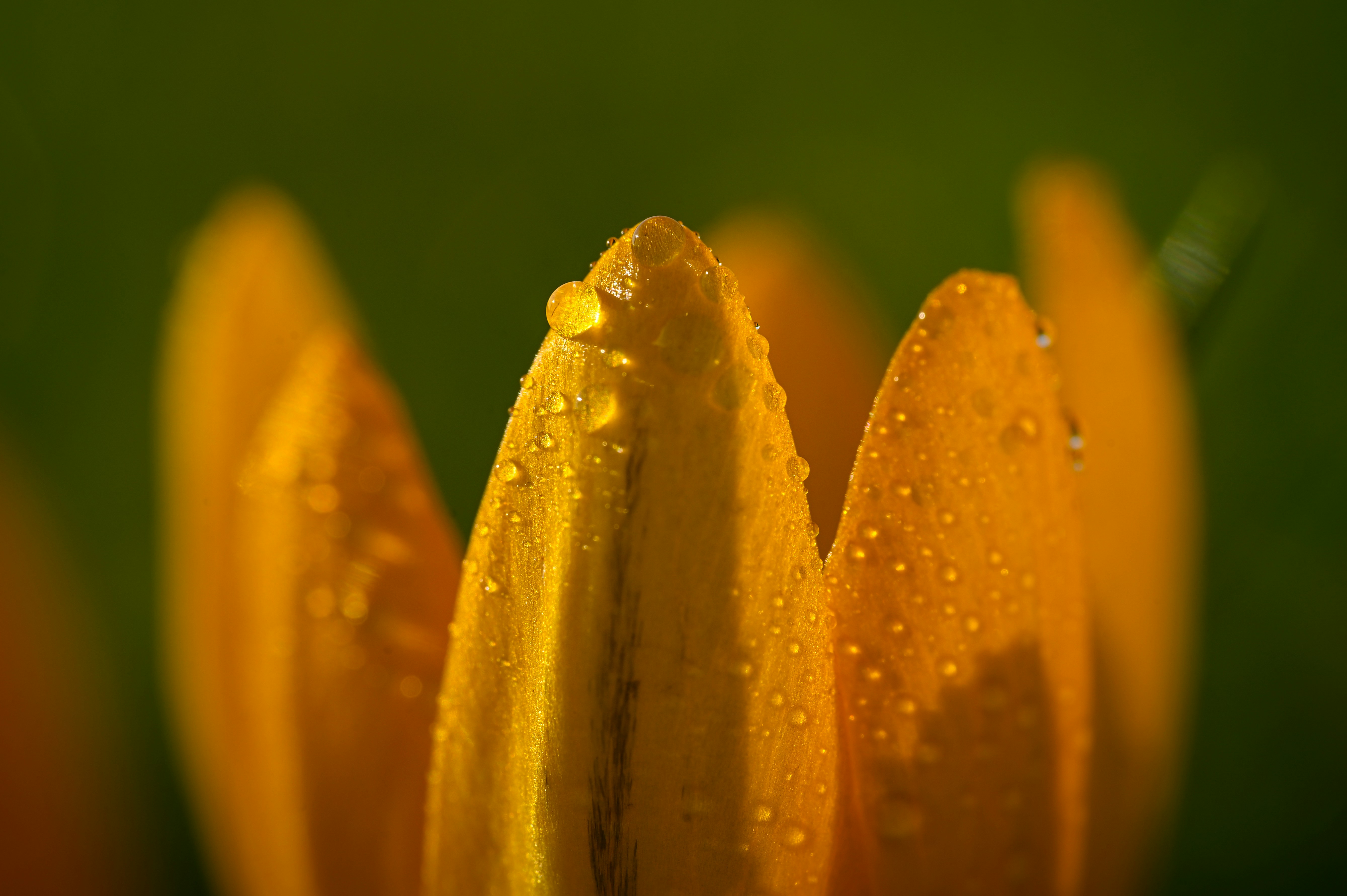 Dew-Kissed Orange Petals: A Macro Moment