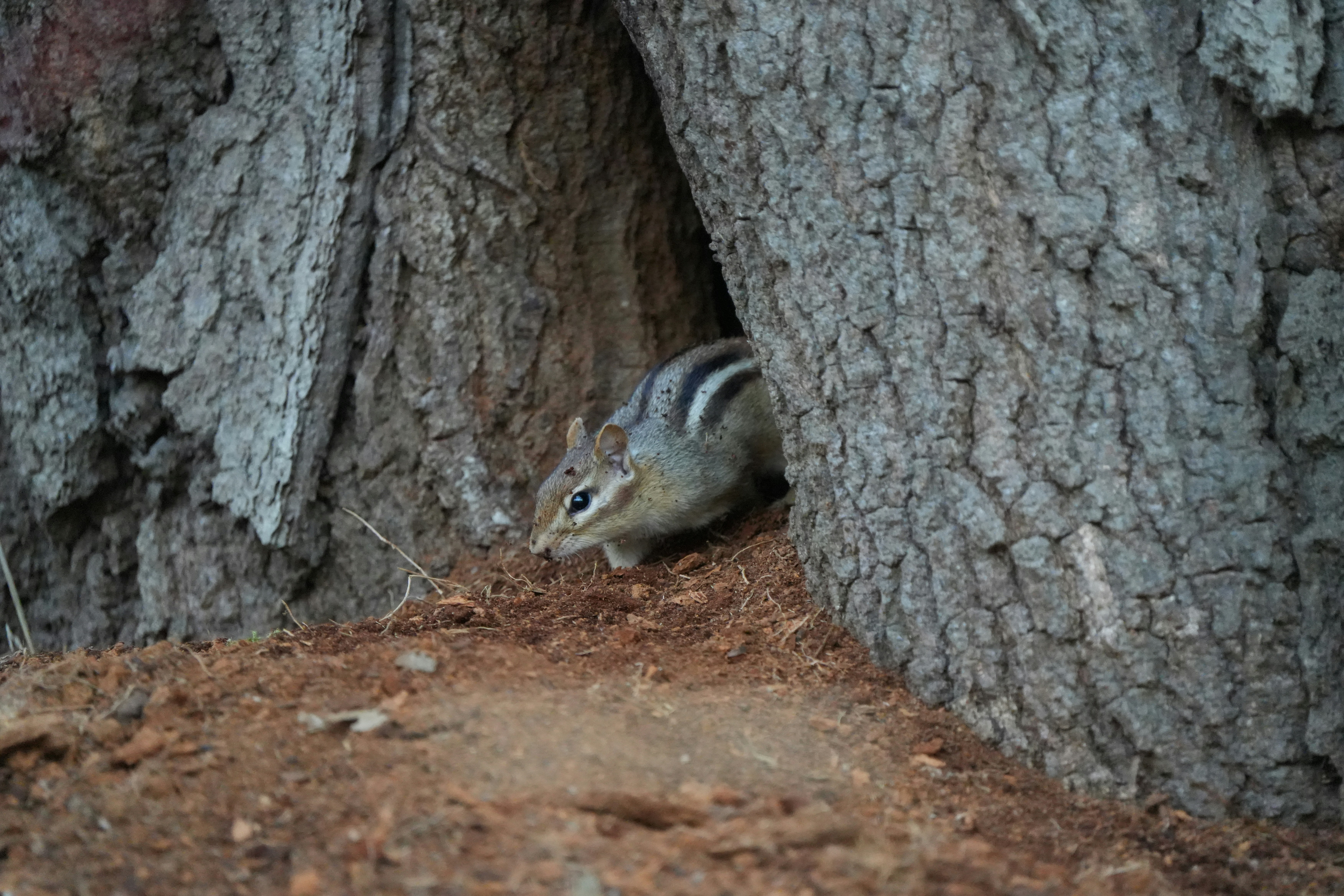 Chipmunk at the Tree Hollow: a Quiet Glance from the Roots