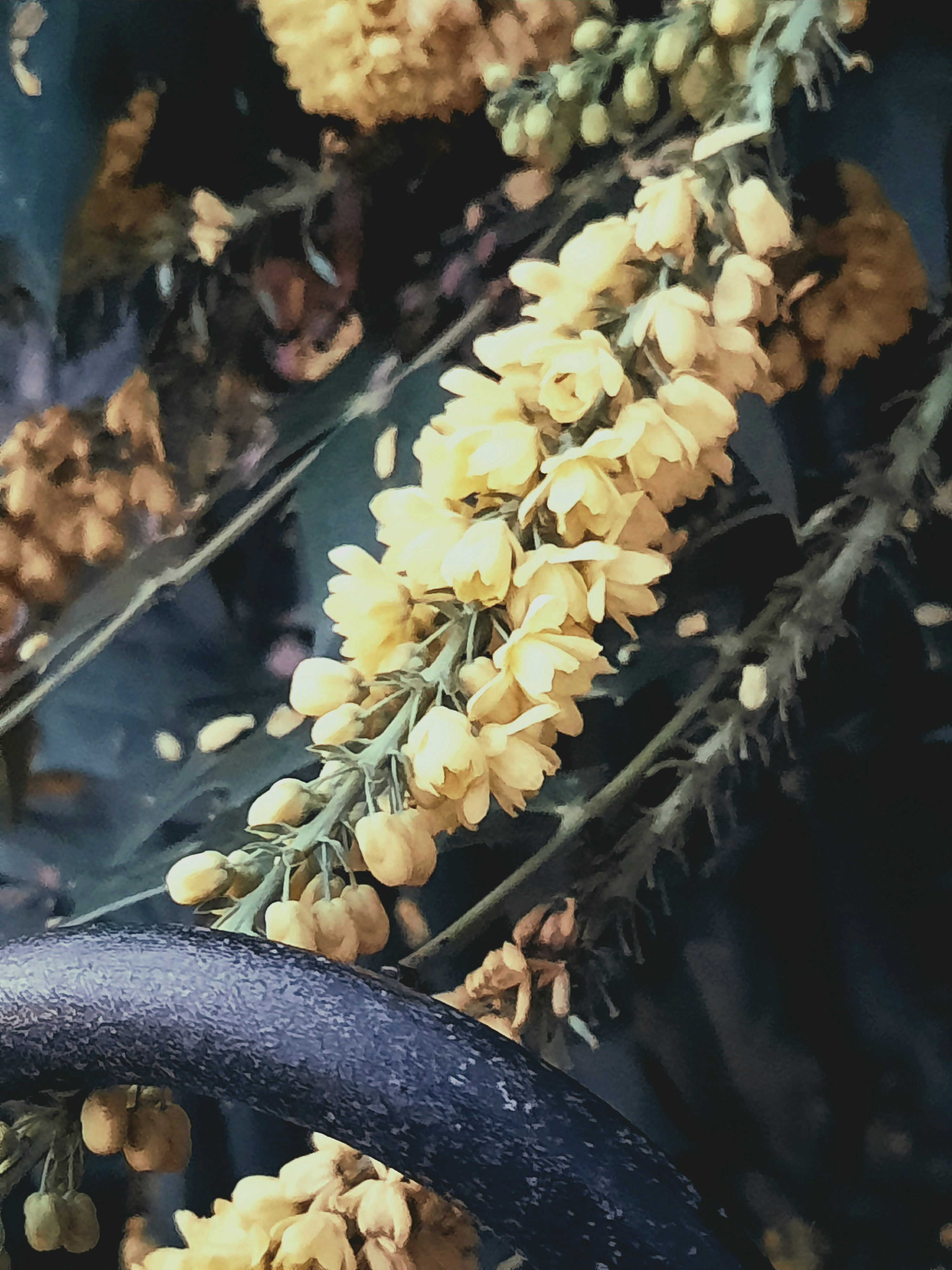 Golden Katsura Blooms Wrapped Around a Dark Wheel