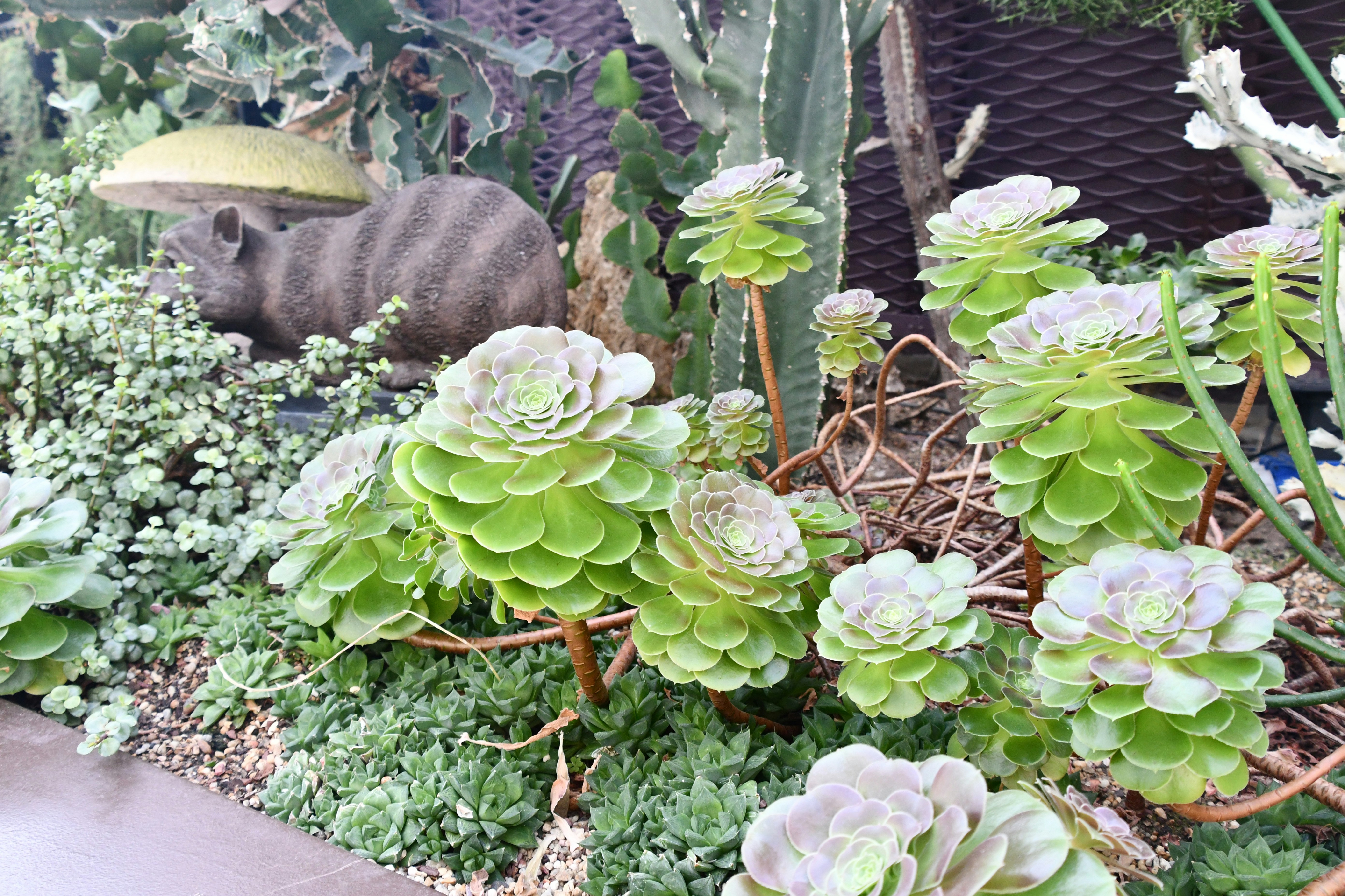 A Quiet Cat Statue Overlooks Rosette Succulents in Dappled Garden Light