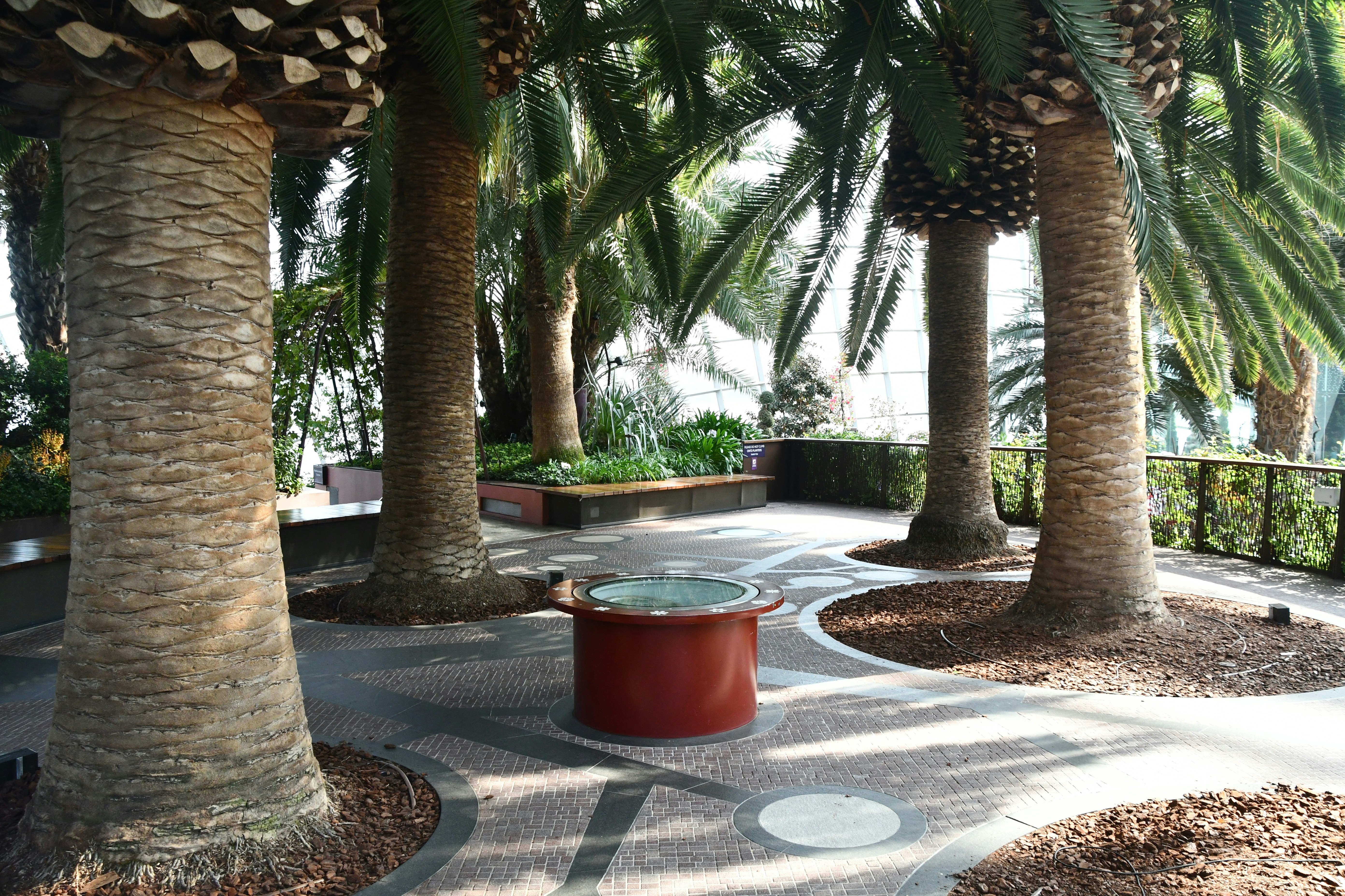 A walkway with palm trees and a red trash can photo – Free Singapore ...