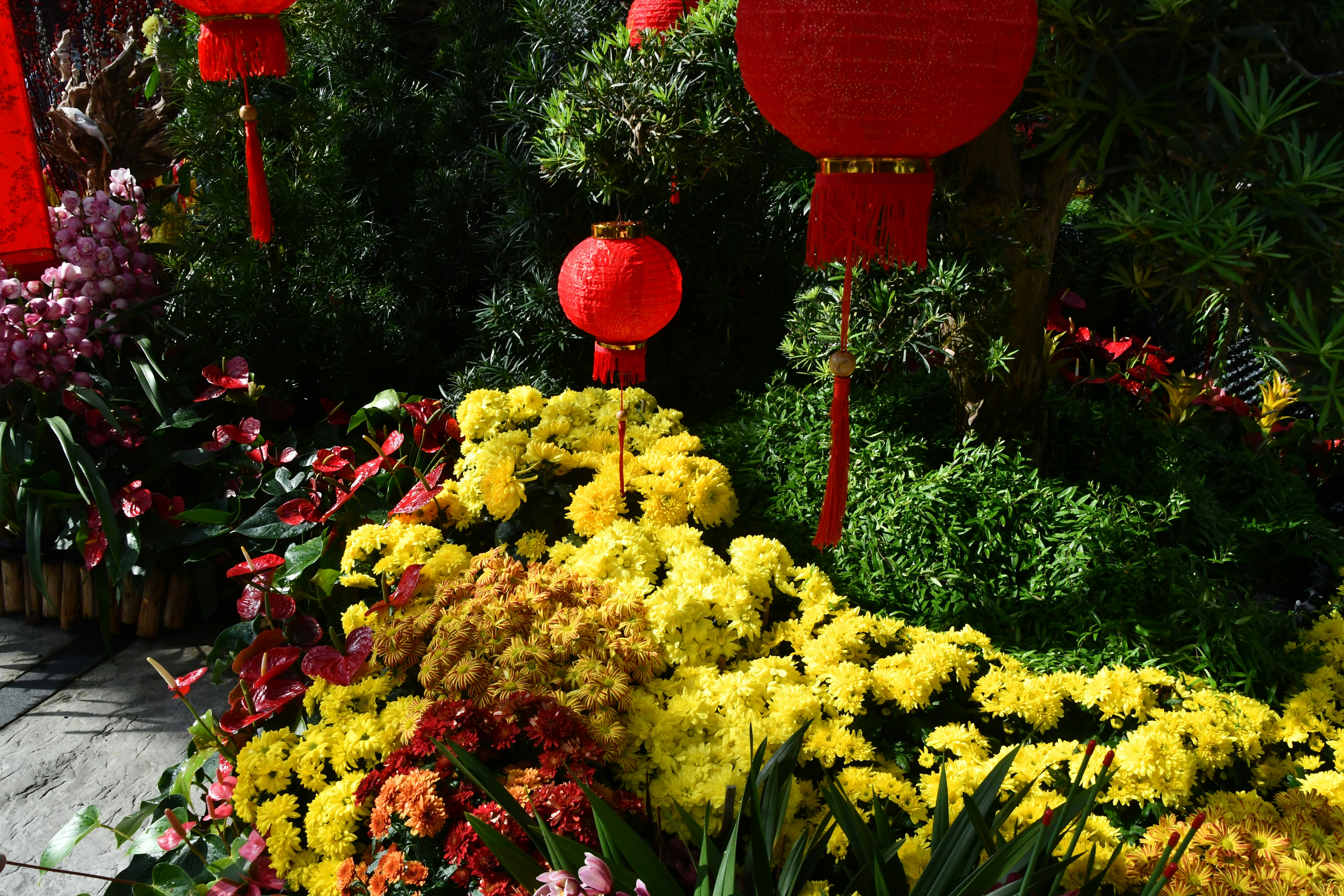 Golden Chrysanthemums Under Red Lanterns in a Festive Garden